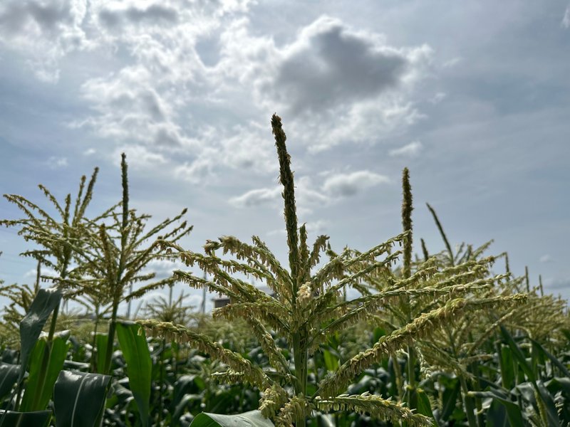 こなつチャンネル(48)ぼくは元気だよ！｜NicePapa 平野 尚志