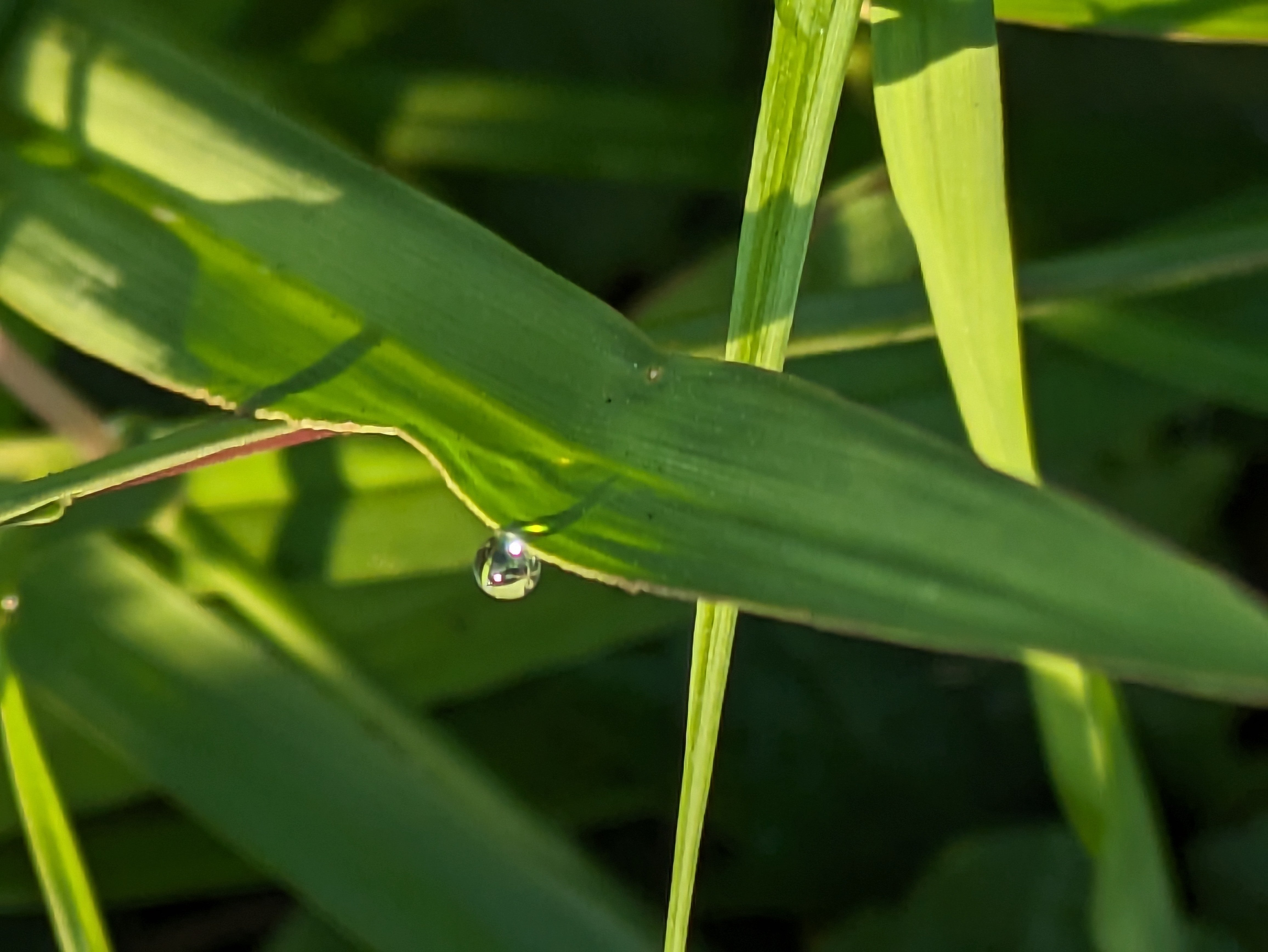 今朝の水滴 ②｜ichiro70
