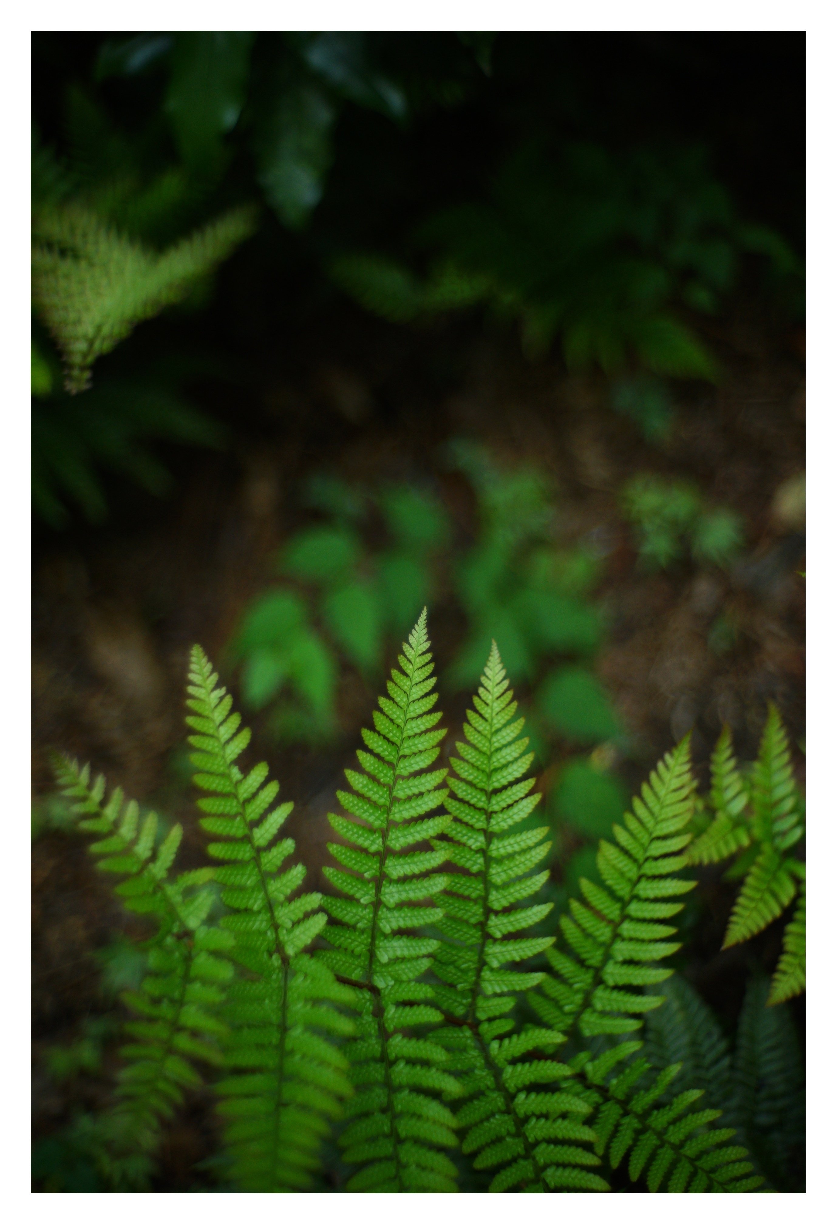 アーカイブ｜shin ikegami