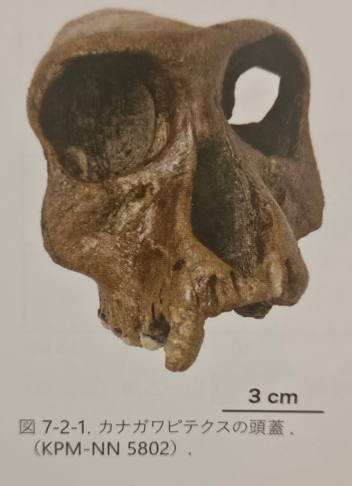 The Lost Universe 古代の巨大霊長類たち③巨大オナガザル｜美原さつき