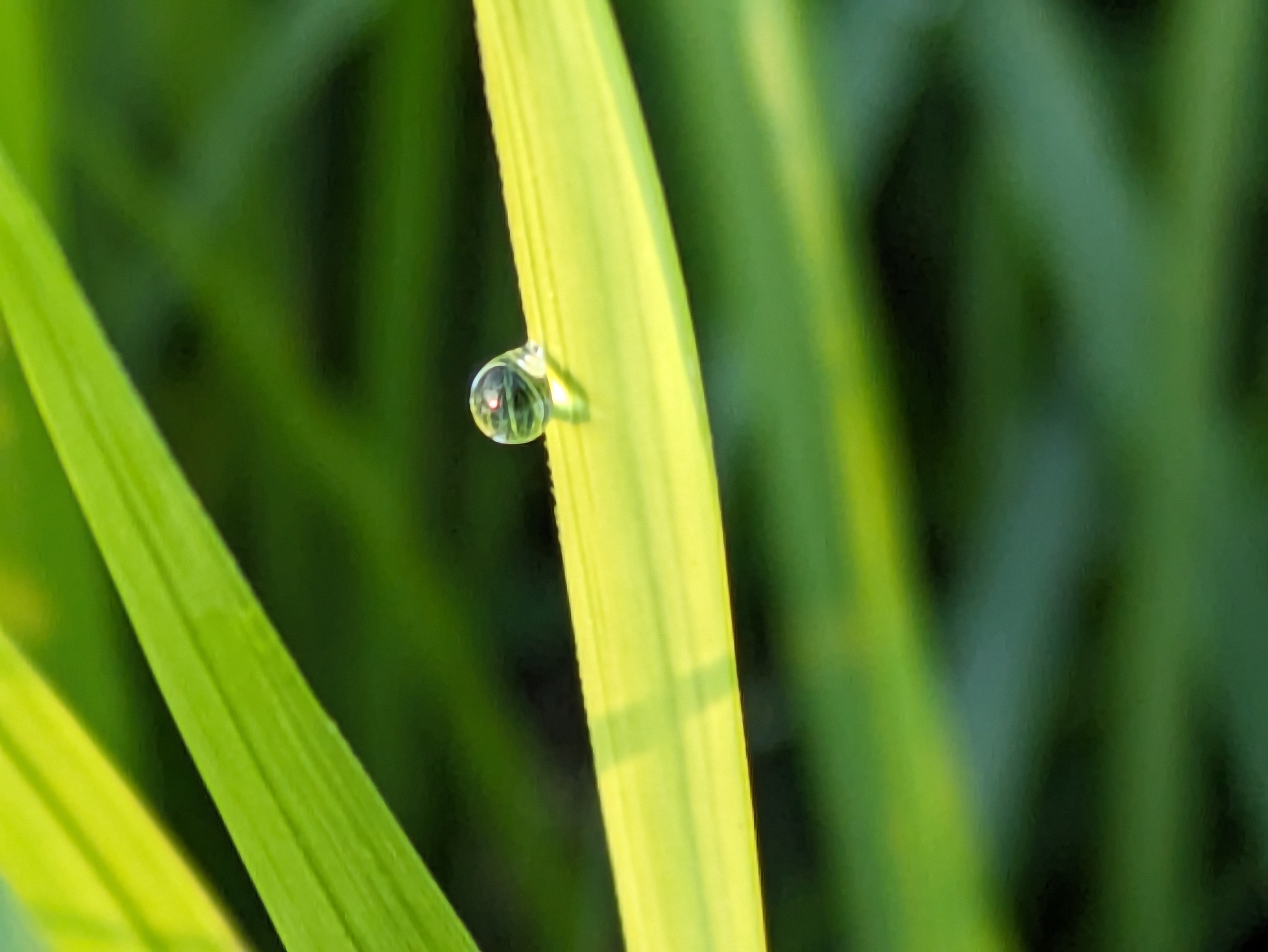 今朝の水滴｜ichiro70