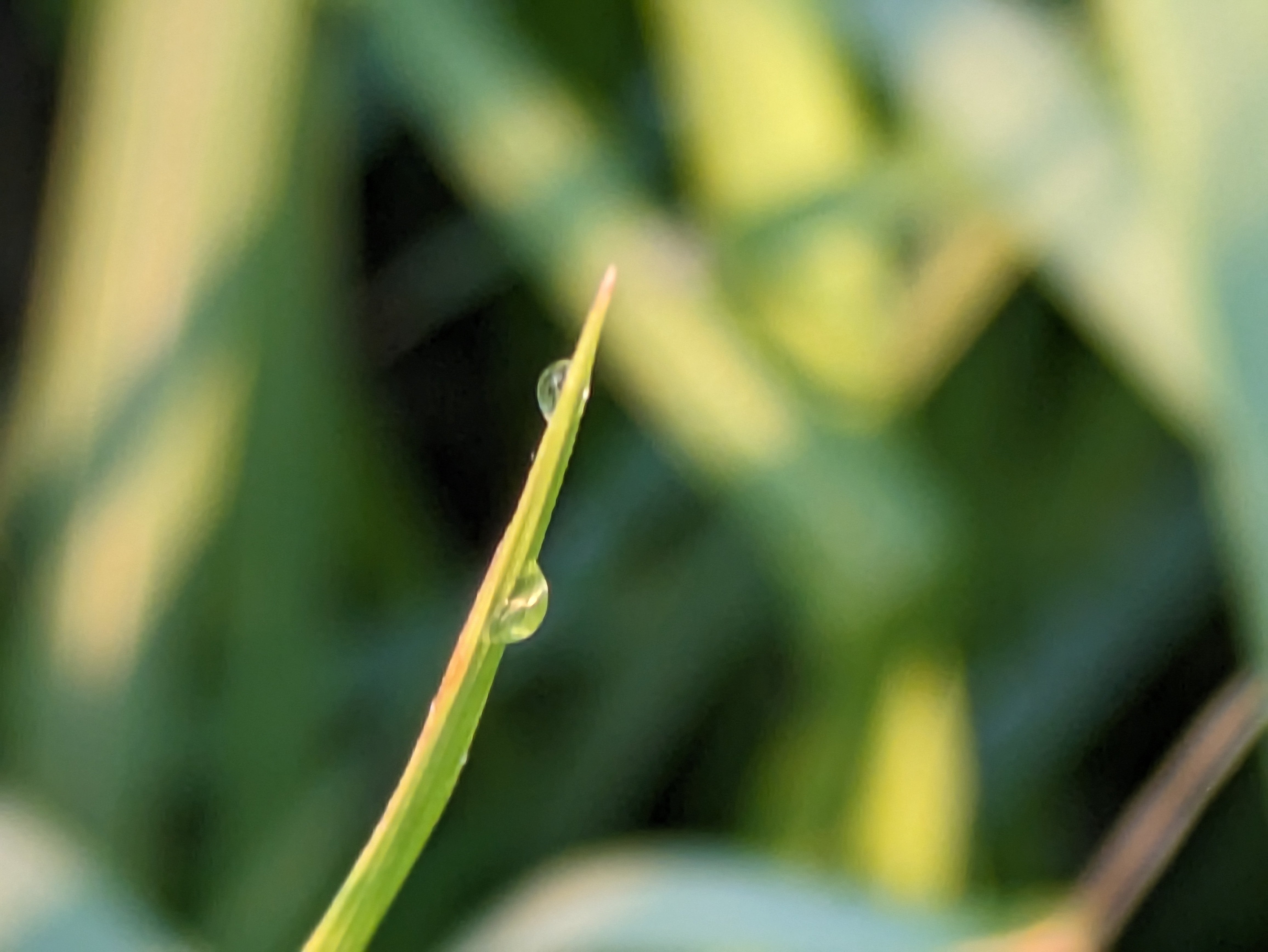 今朝の水滴｜ichiro70