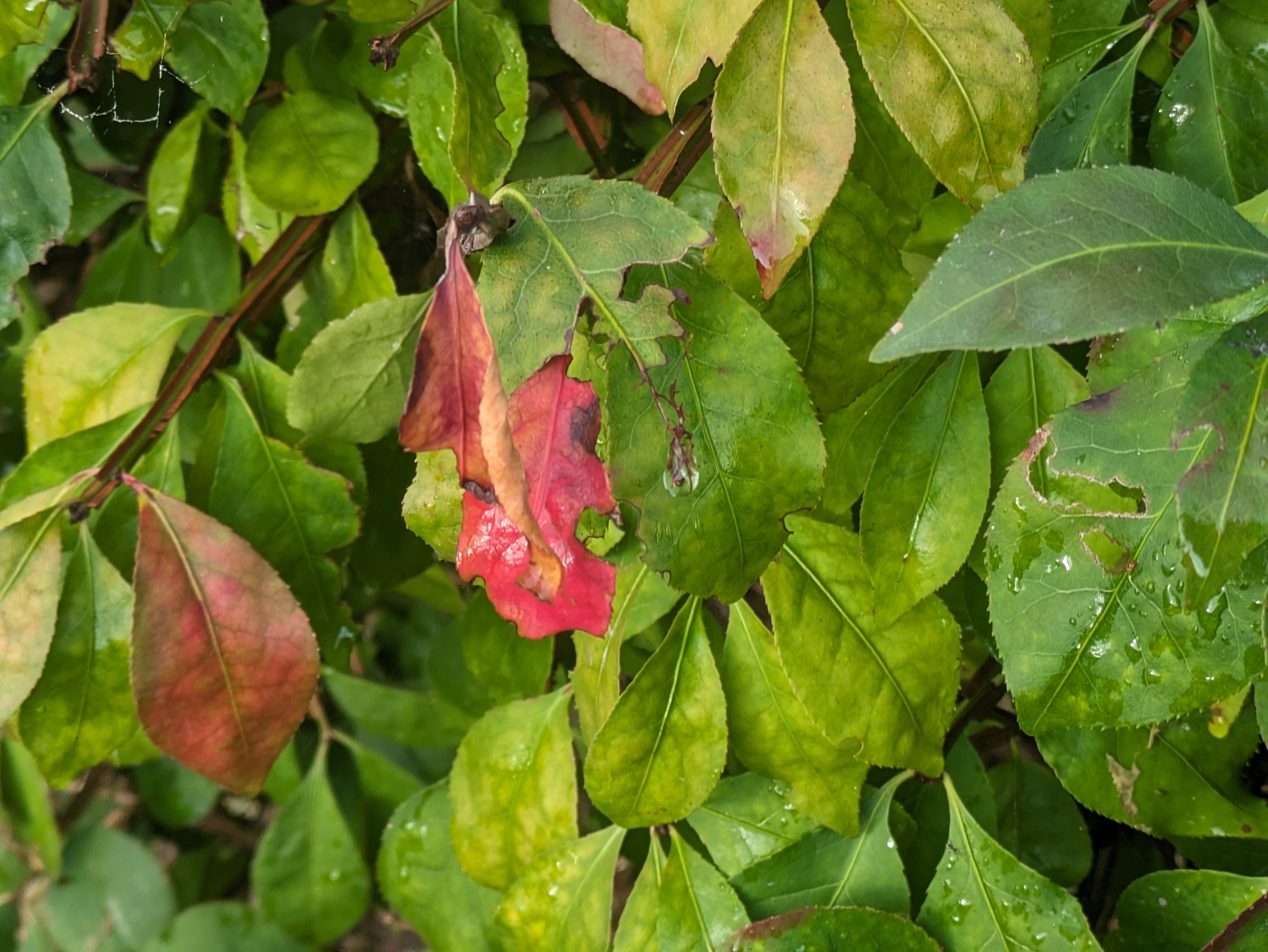 気になる赤｜ichiro70