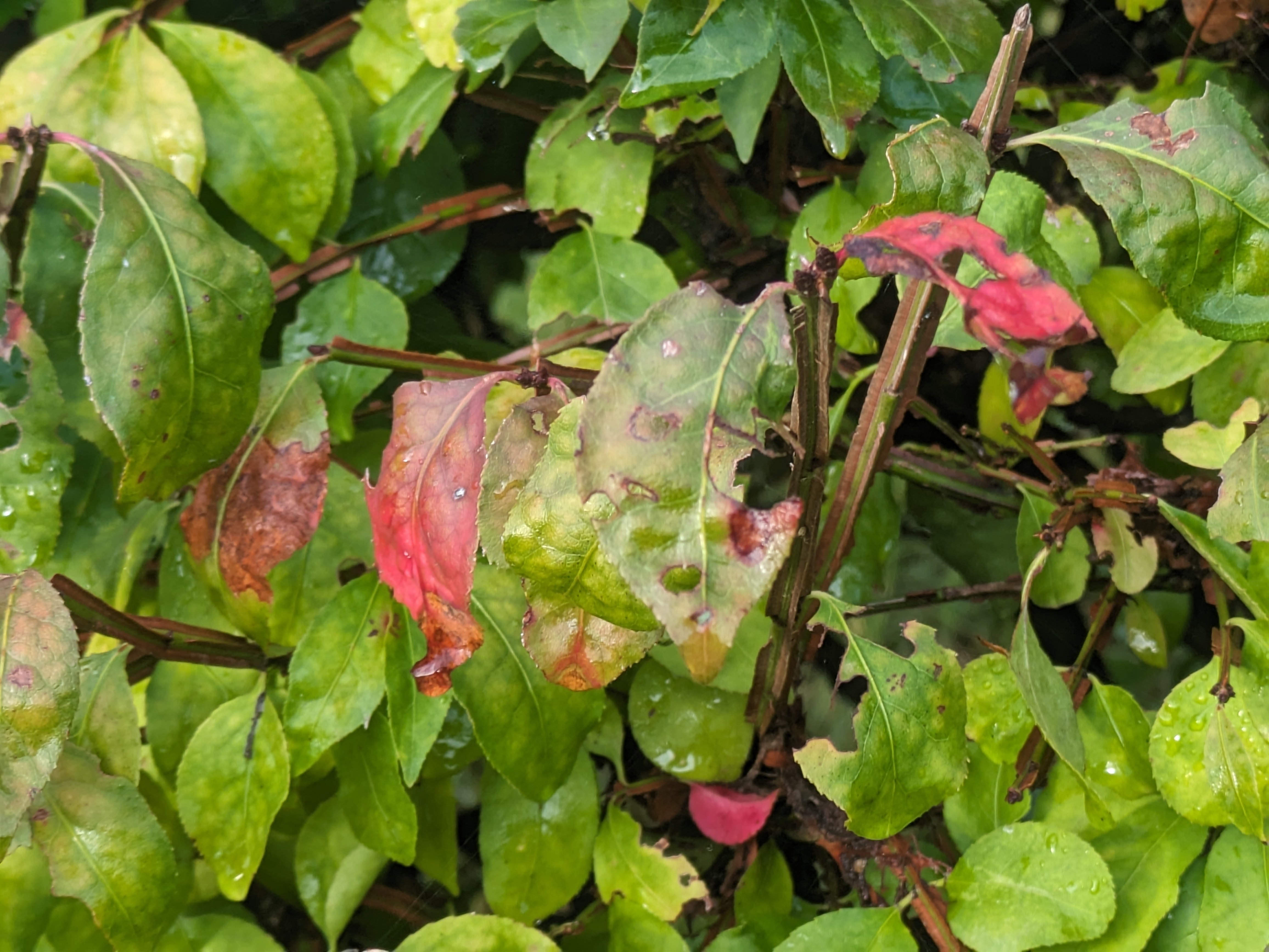 気になる赤｜ichiro70