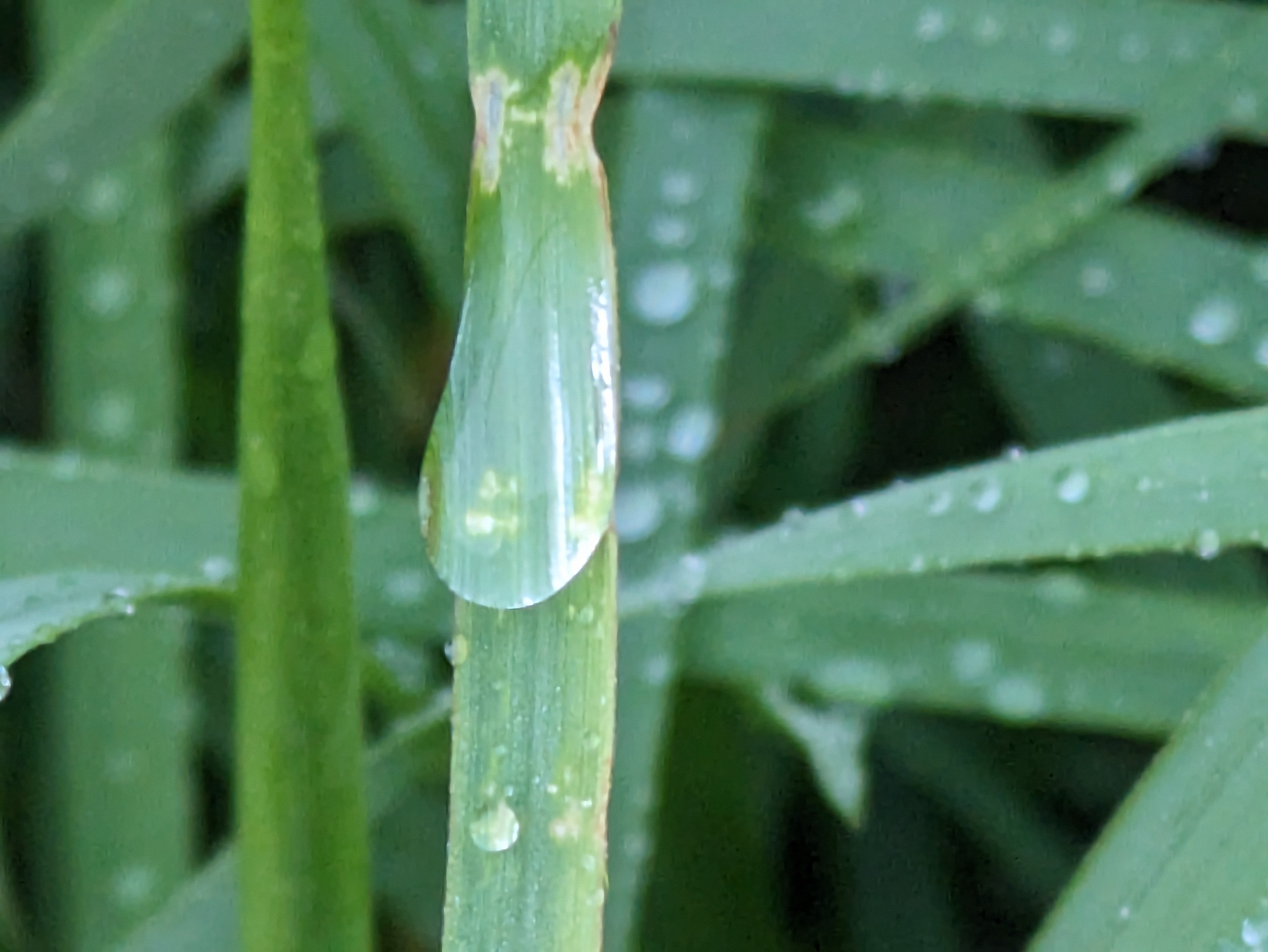 今朝の水滴｜ichiro70