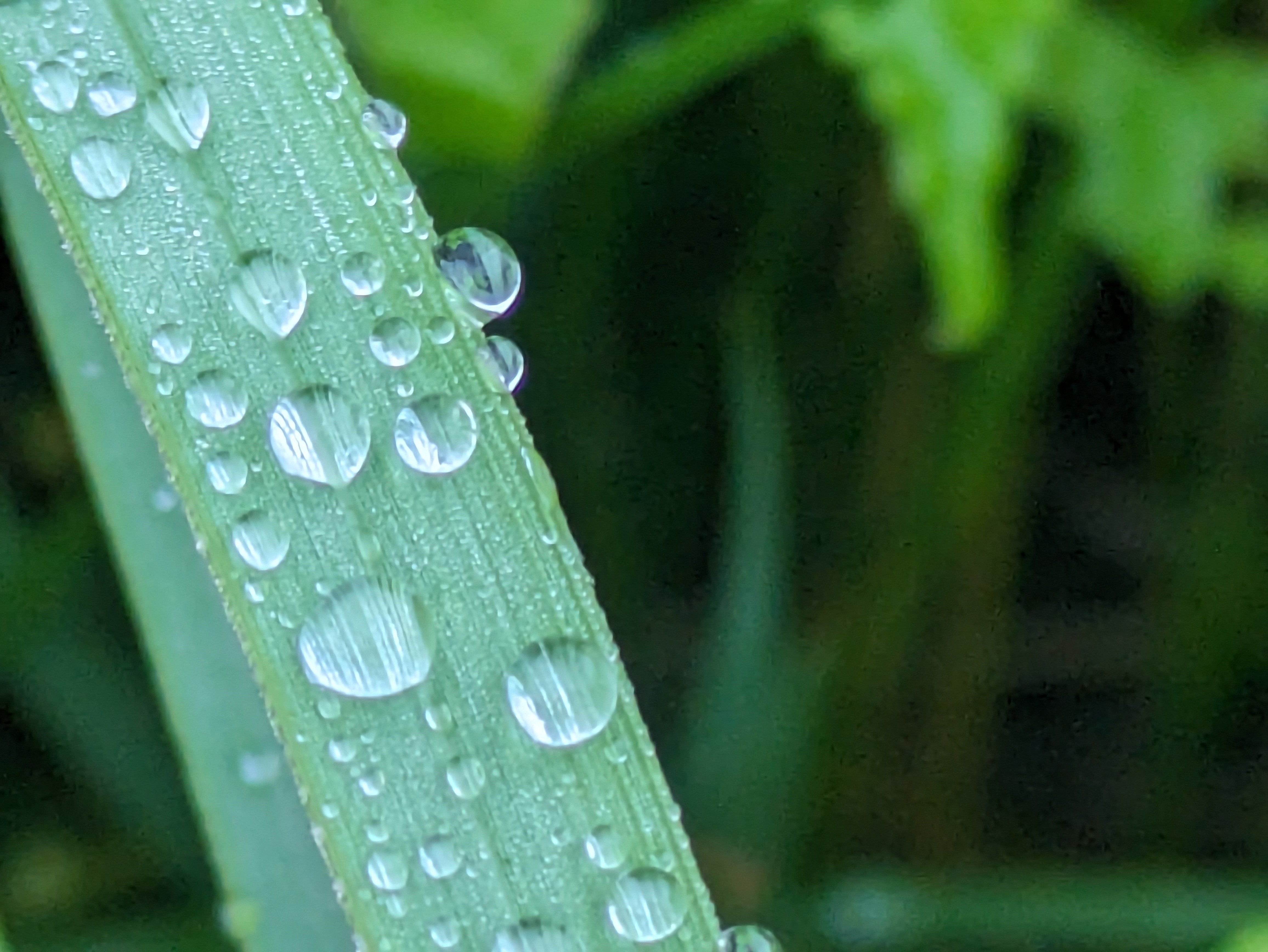 今朝の水滴 ②｜ichiro70