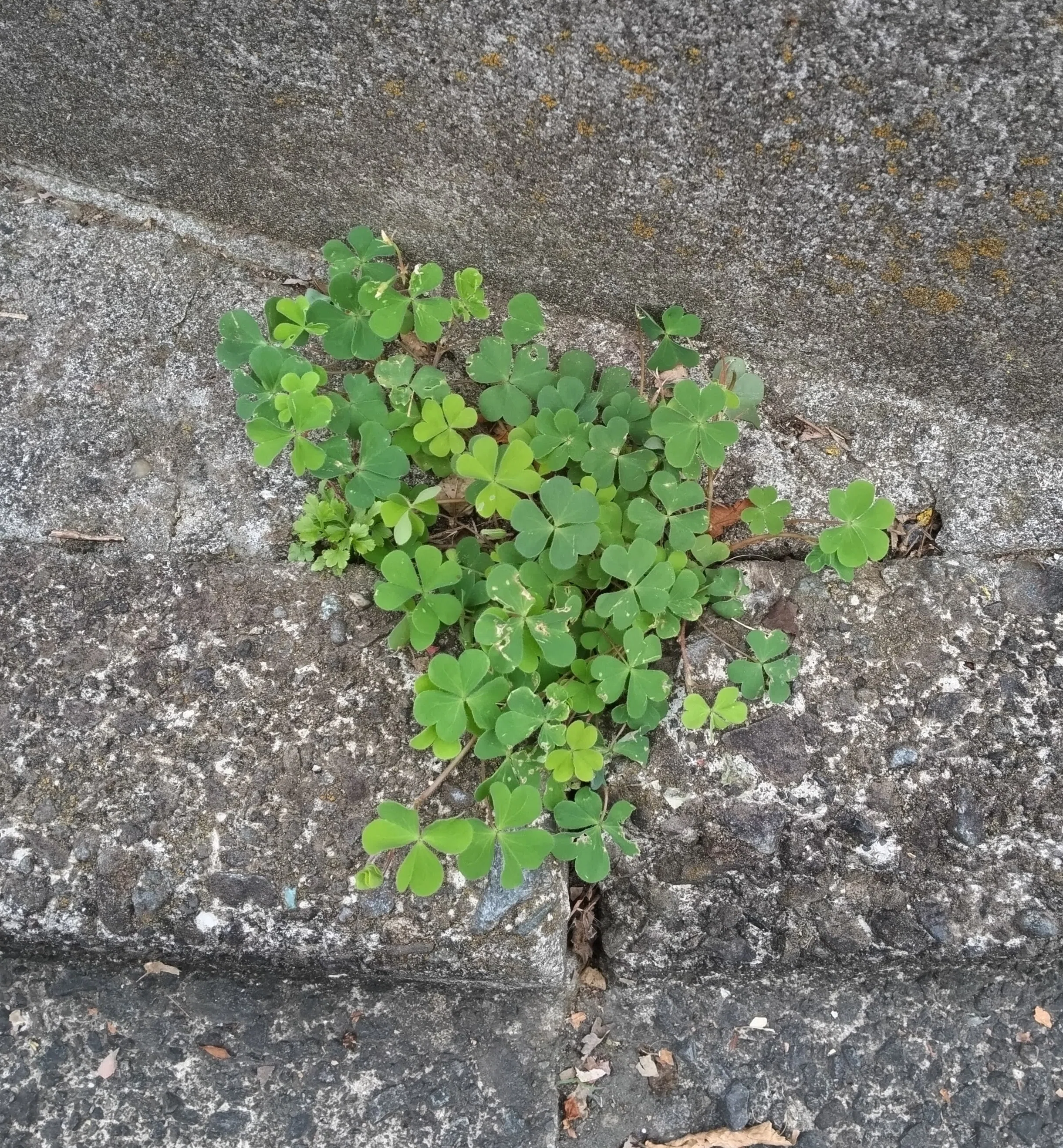 すき隙間に頑張っている植物｜niujin379