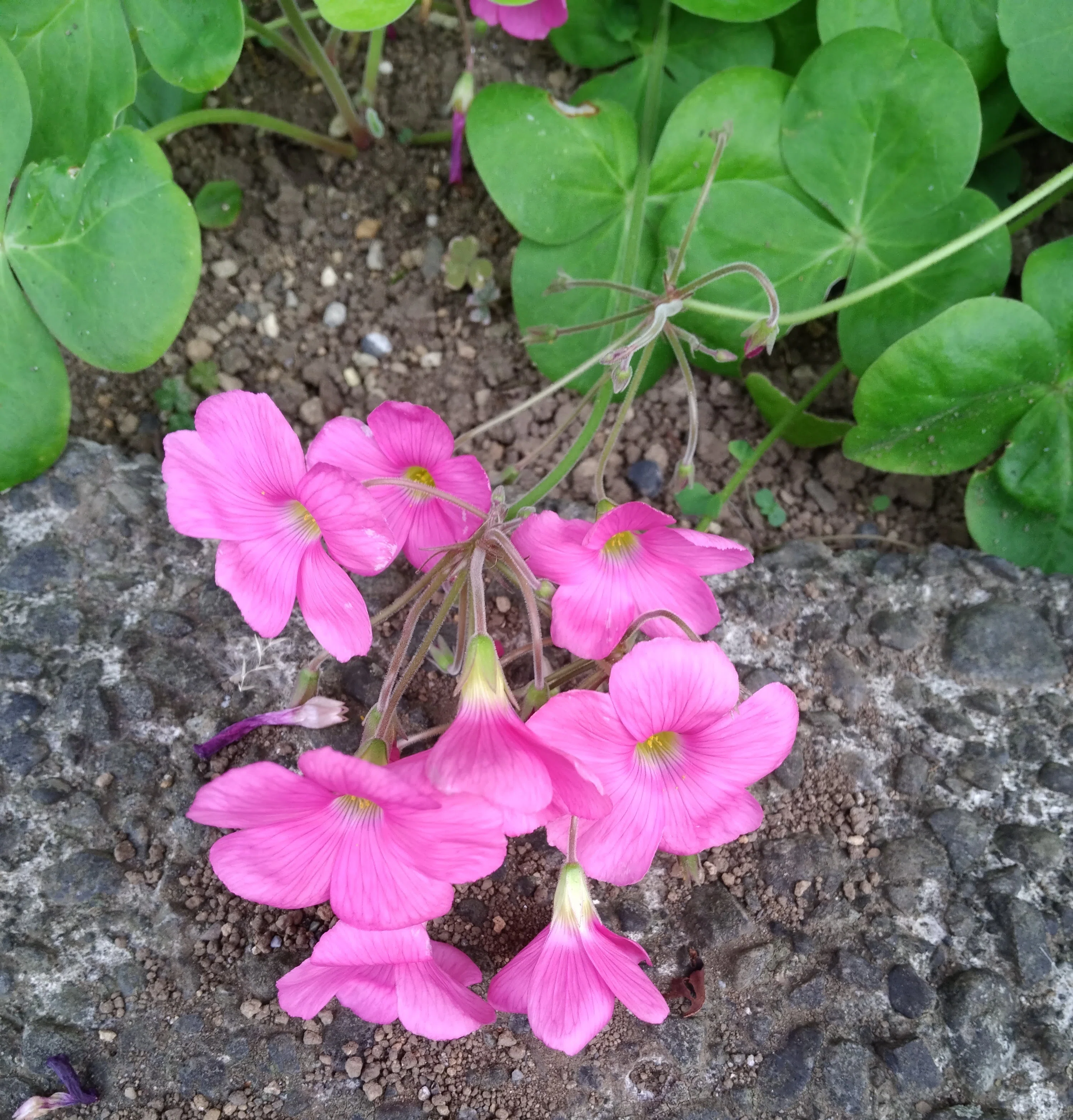 すき隙間に頑張っている植物｜niujin379
