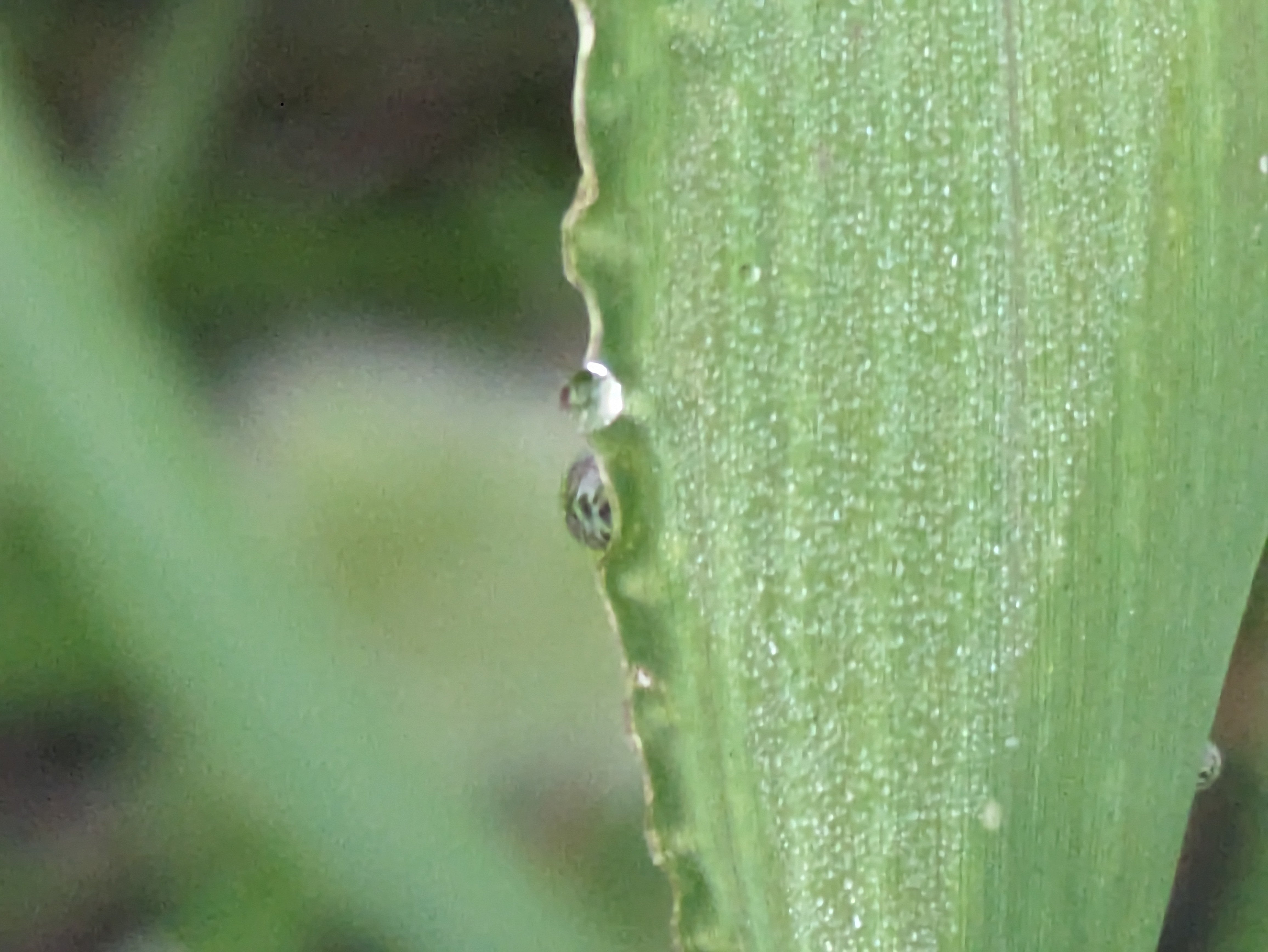 今朝の水滴｜ichiro70