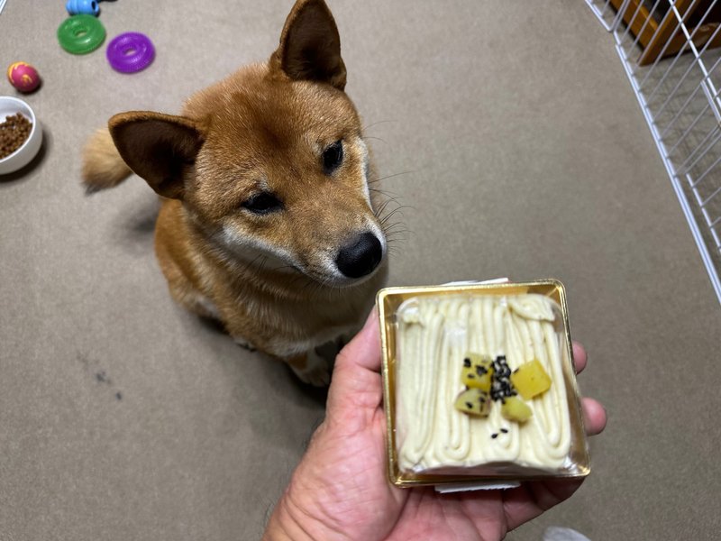 こなつチャンネル(49)それなぁに？｜NicePapa 平野 尚志