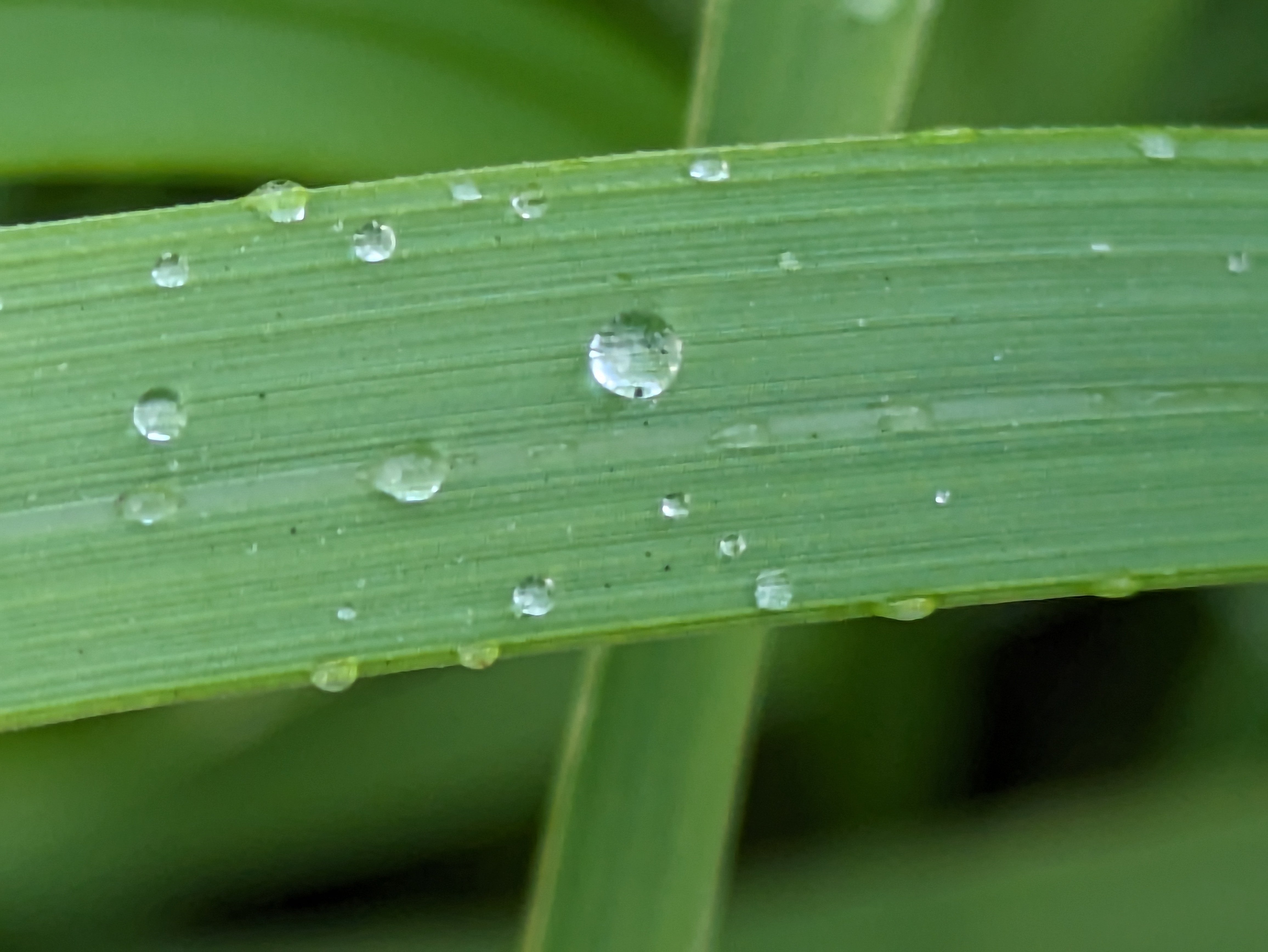 今朝の水滴｜ichiro70