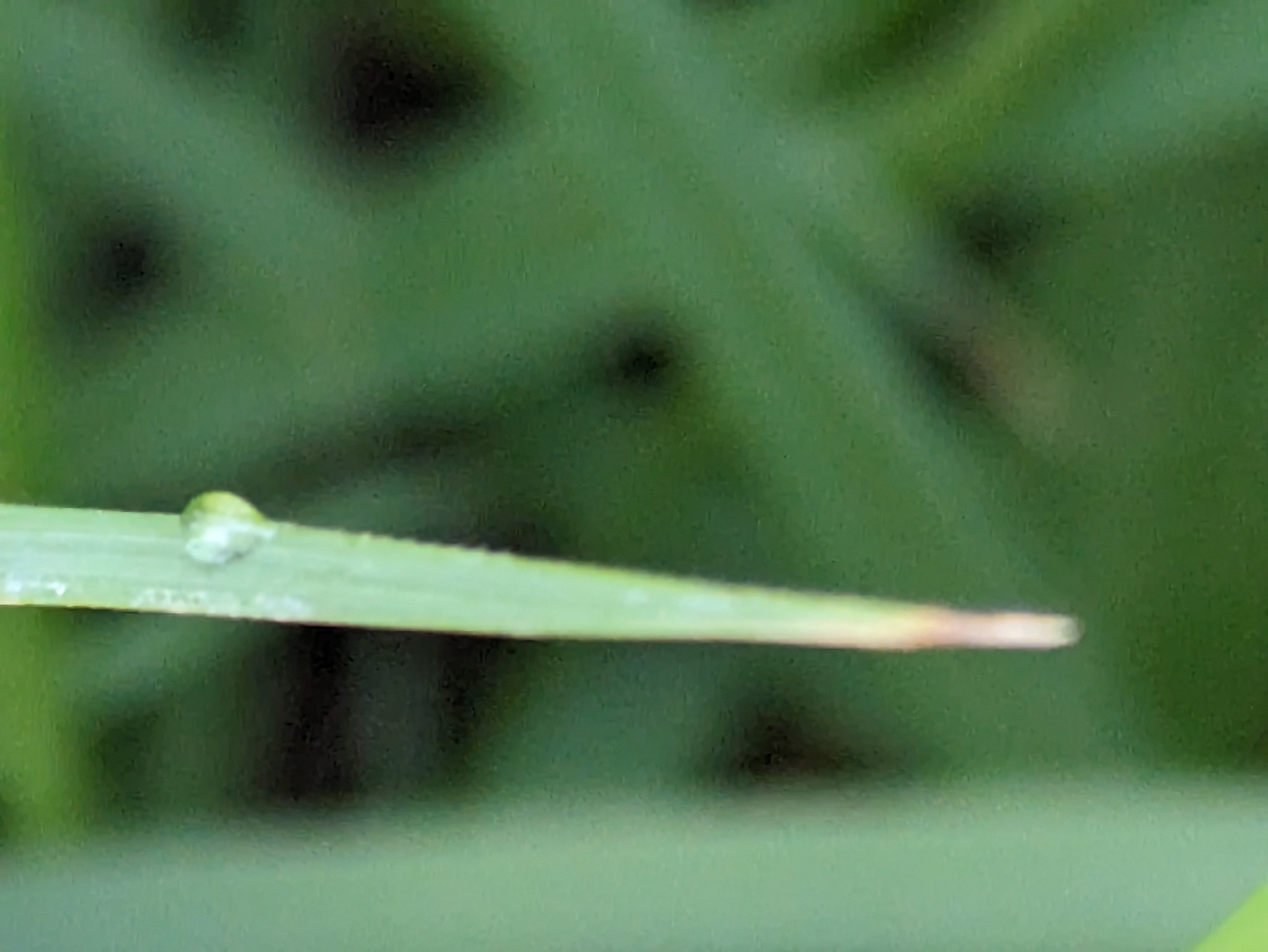 今朝の水滴｜ichiro70