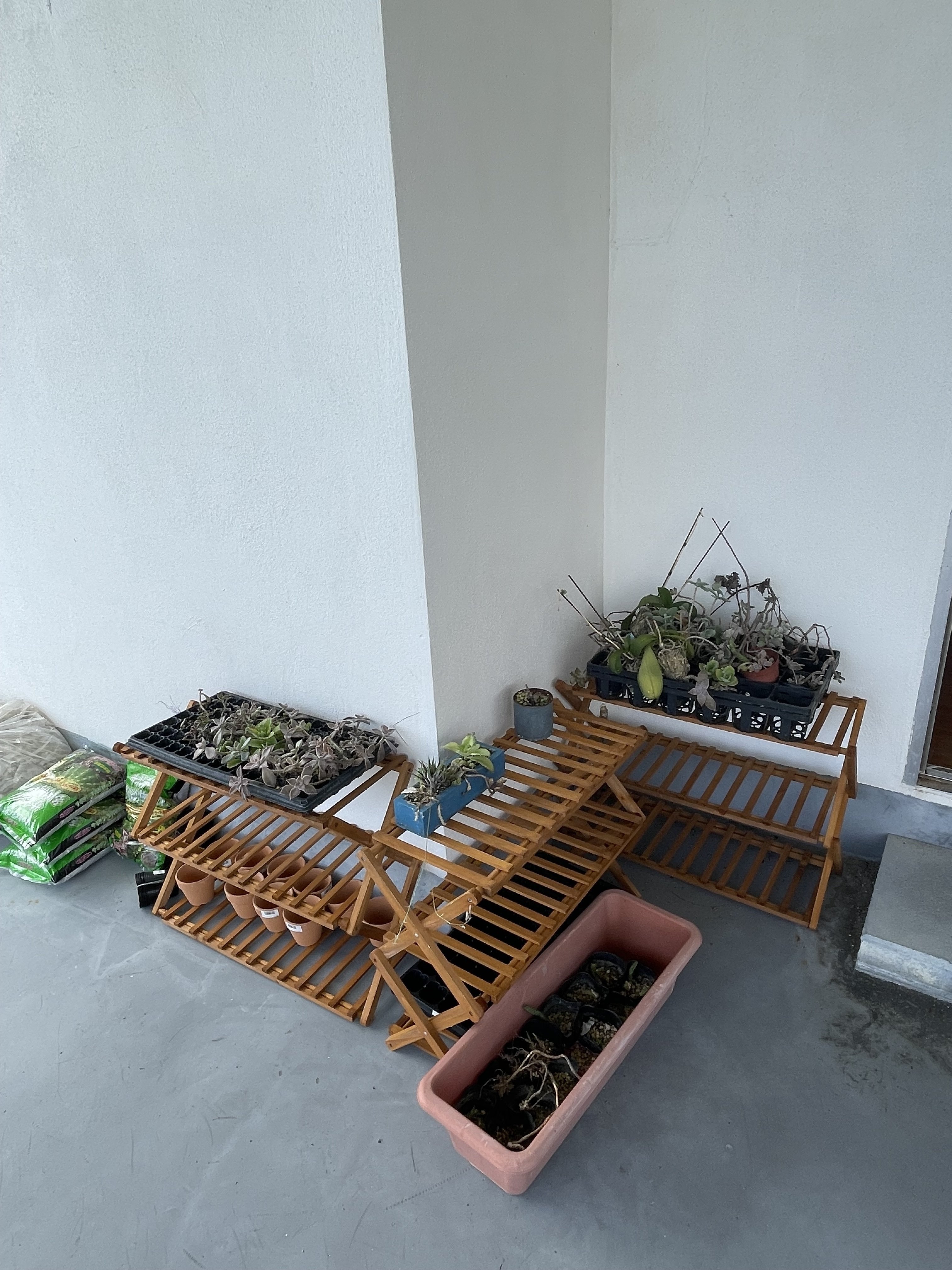 ぽかぽかサビ管 多肉植物育て日記1｜38gi.ryu