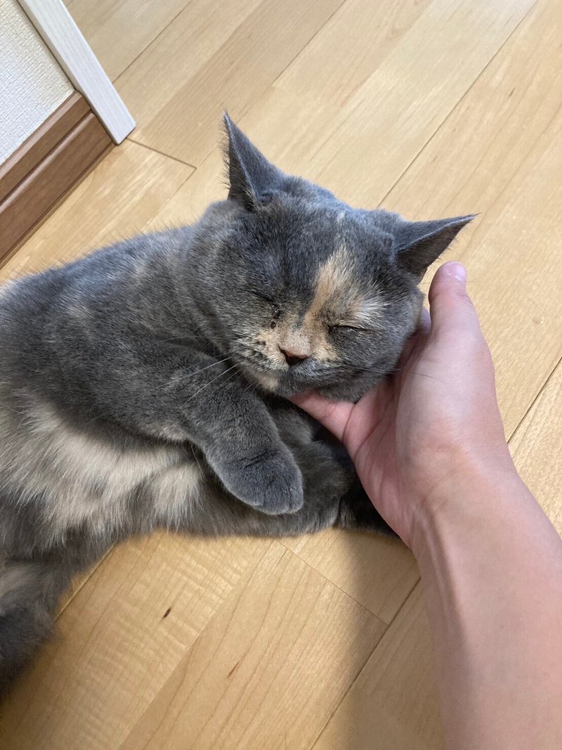 初めてのシッターさん♪｜minzaburou