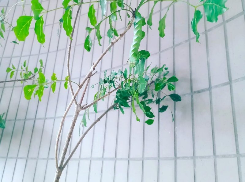 おだやかな朝｜mitsuki