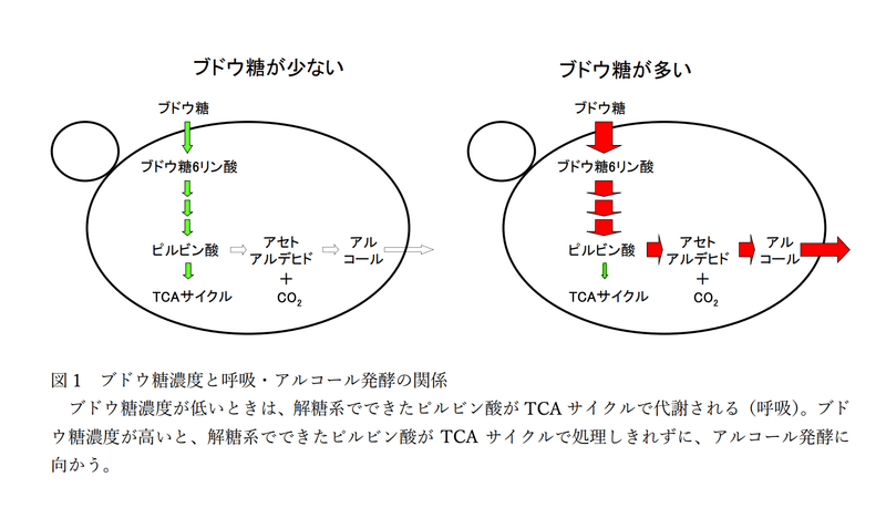 #47 並行複発酵について｜soncho_sake