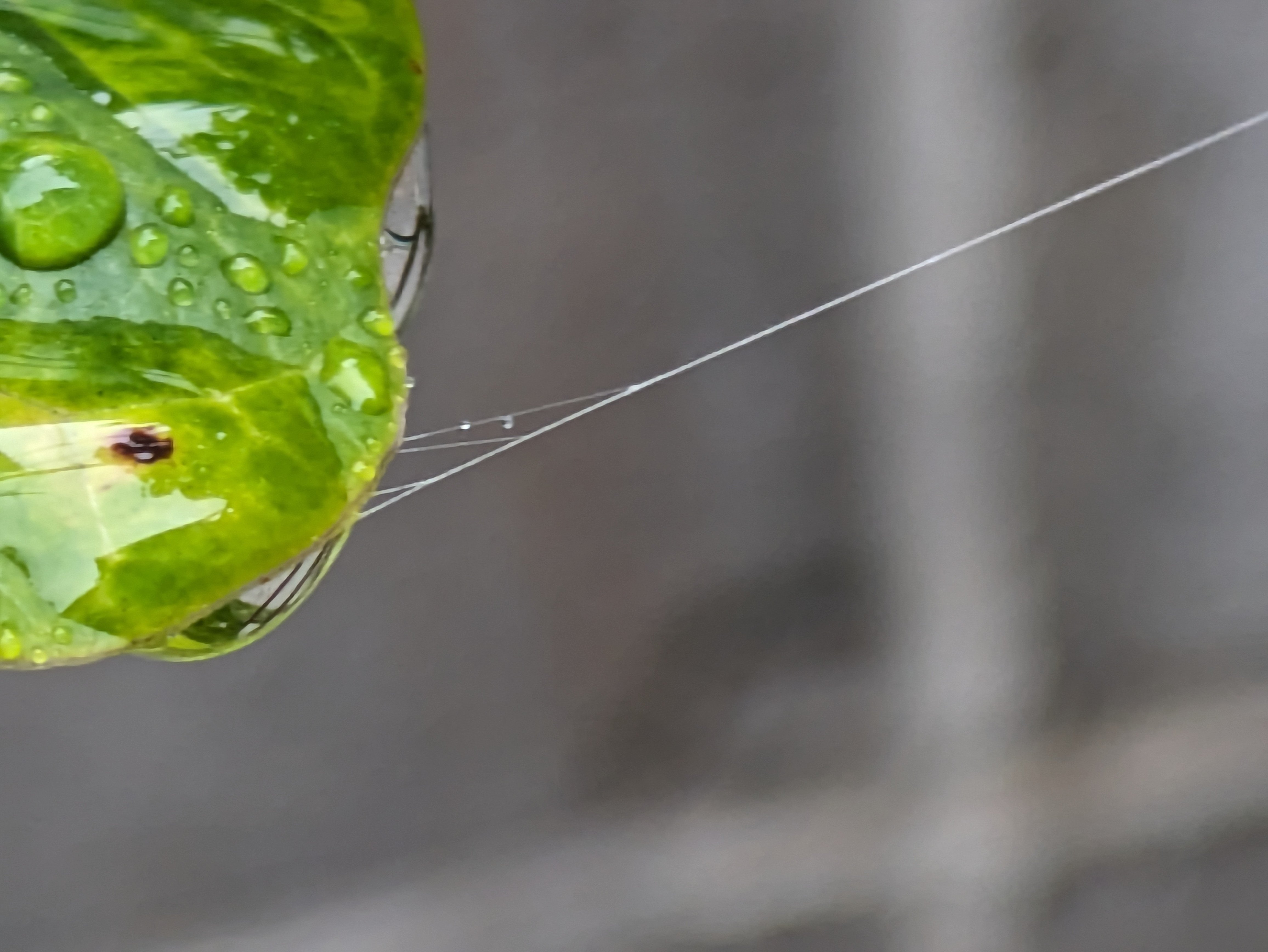 今朝の水滴③｜ichiro70