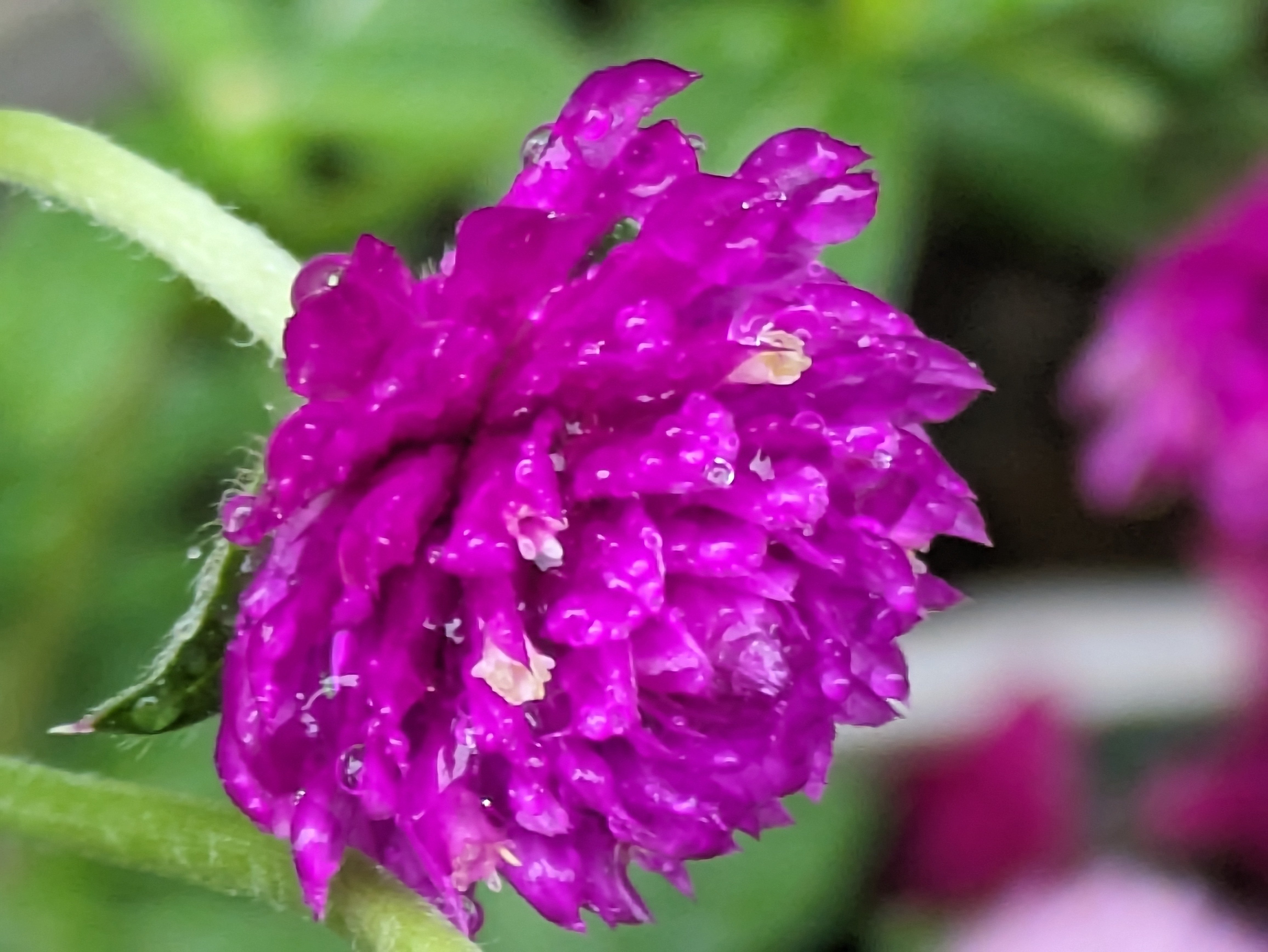 今朝の水滴④｜ichiro70