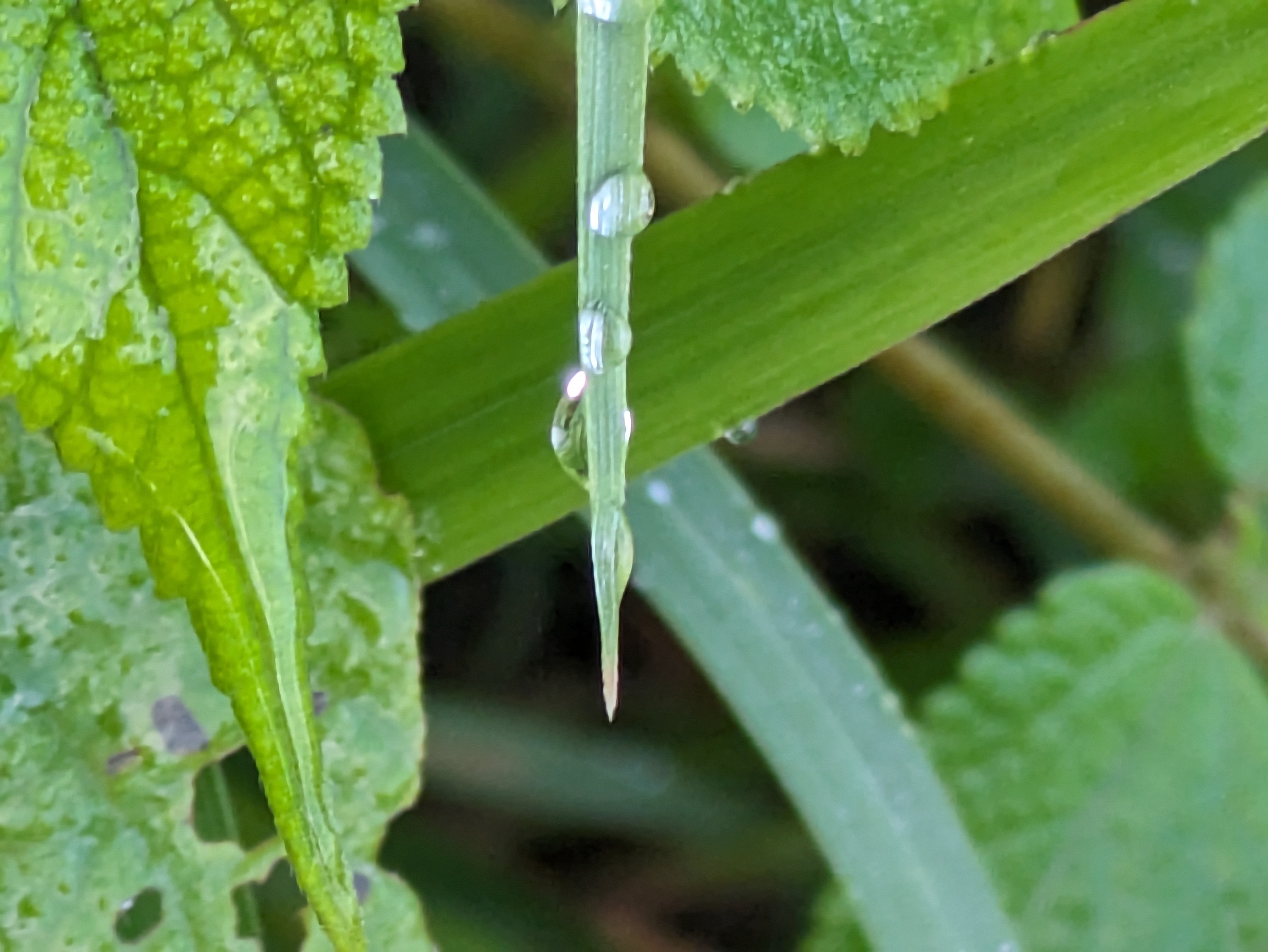 今朝の水滴③｜ichiro70