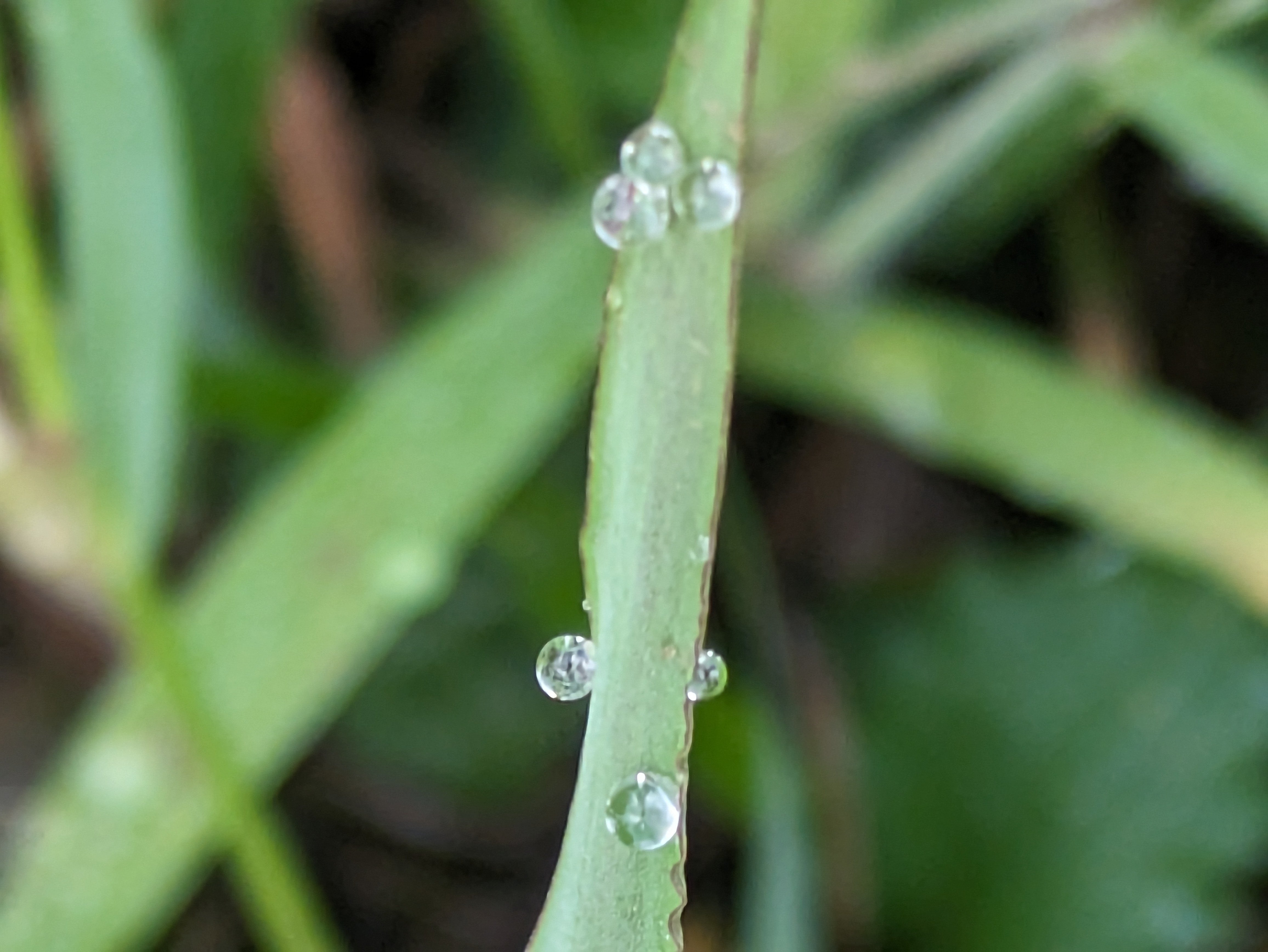 今朝の水滴⑤｜ichiro70