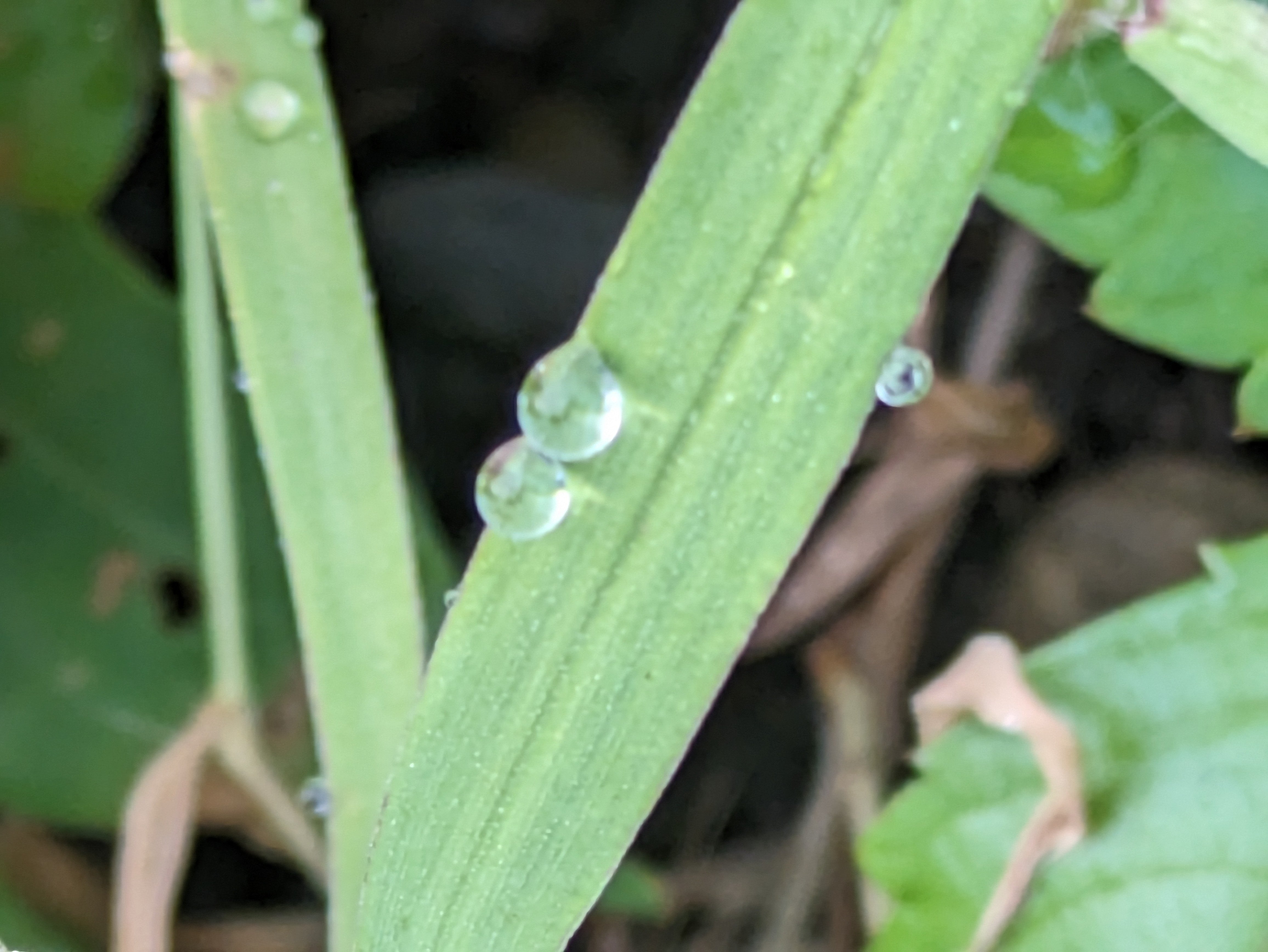 今朝の水滴⑥｜ichiro70