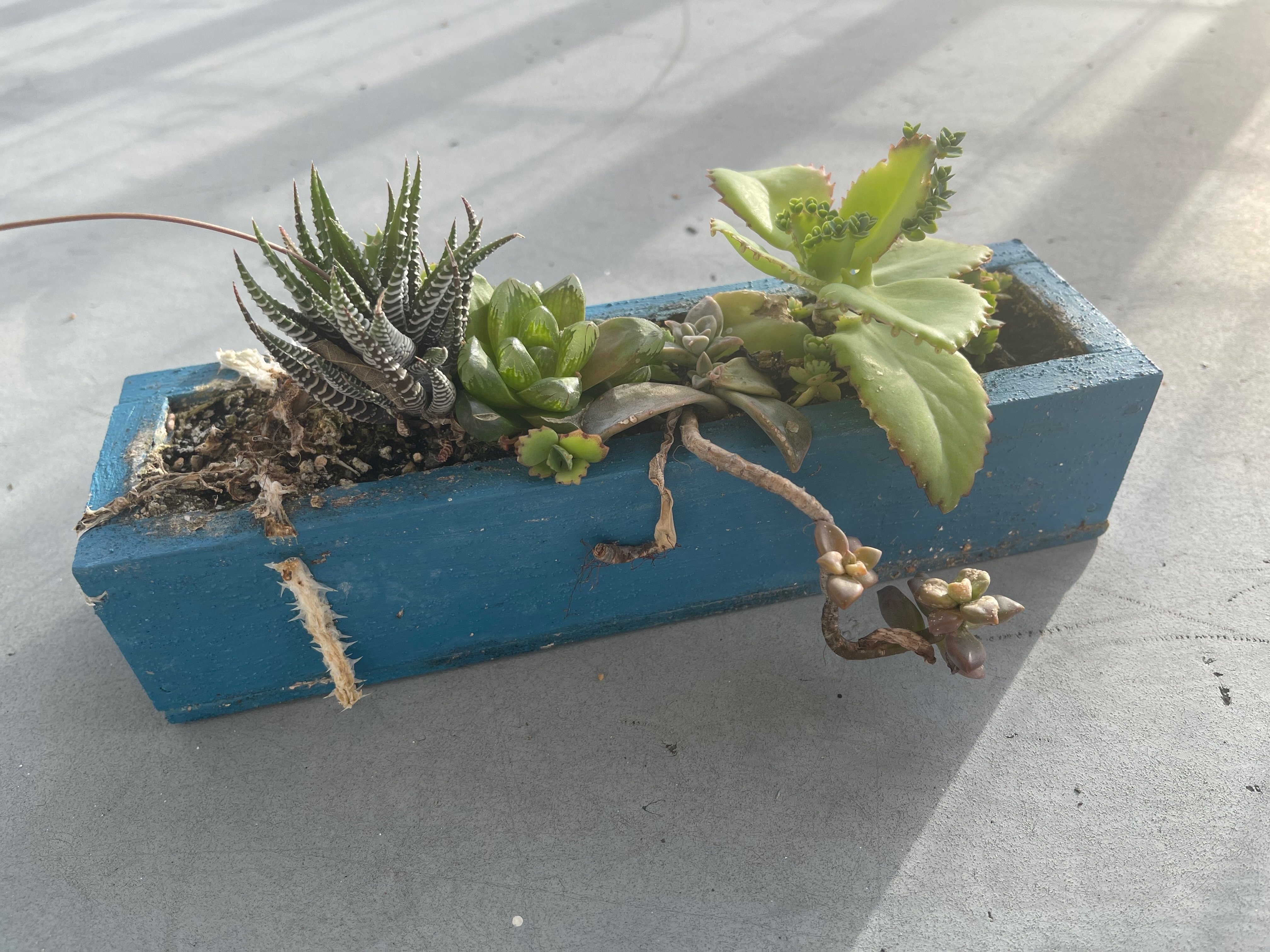 ぽかぽかサビ管 多肉植物育て日記6｜38gi.ryu