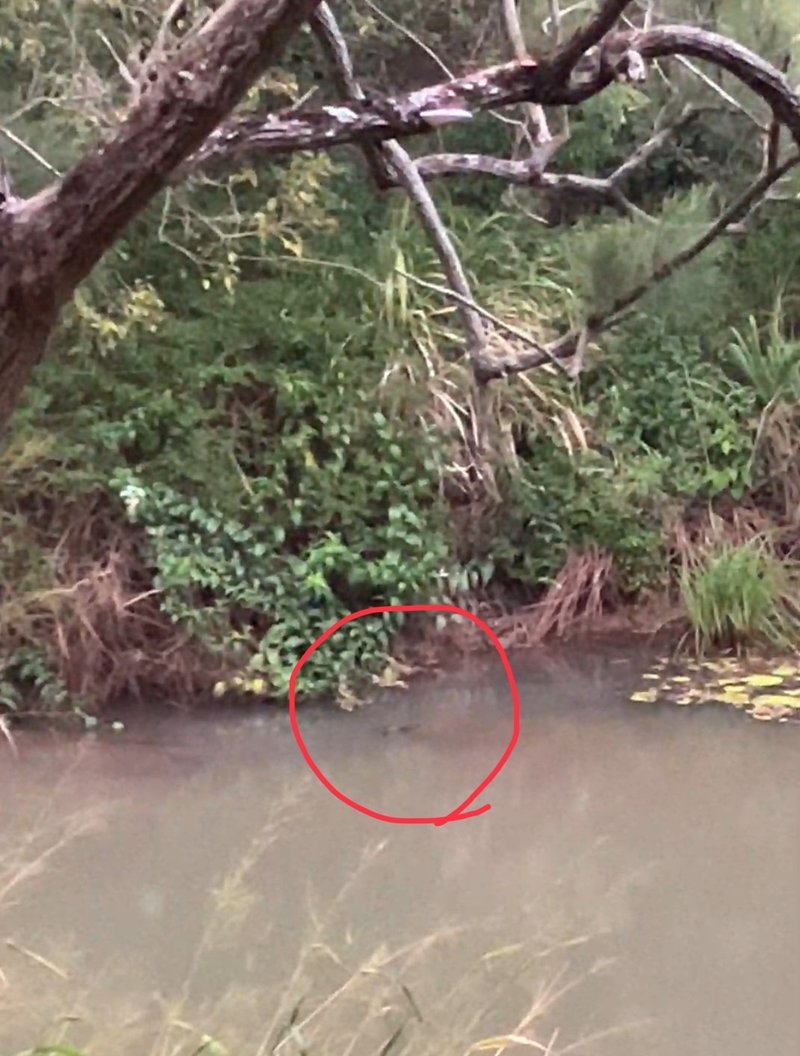 【Cairnsケアンズ㊱本編】どきどき動物探検ツアー｜cairns55