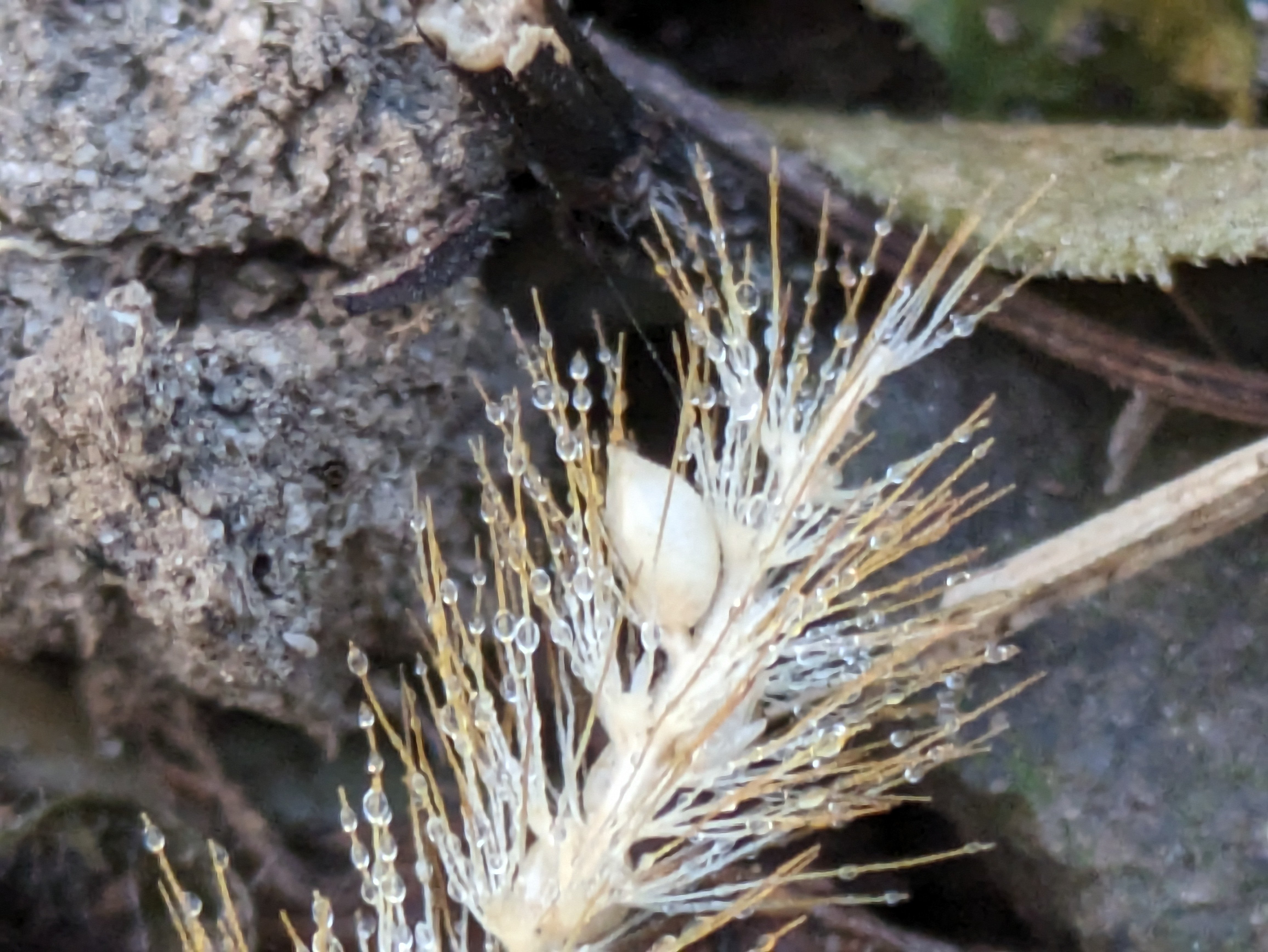 今朝の水滴｜ichiro70