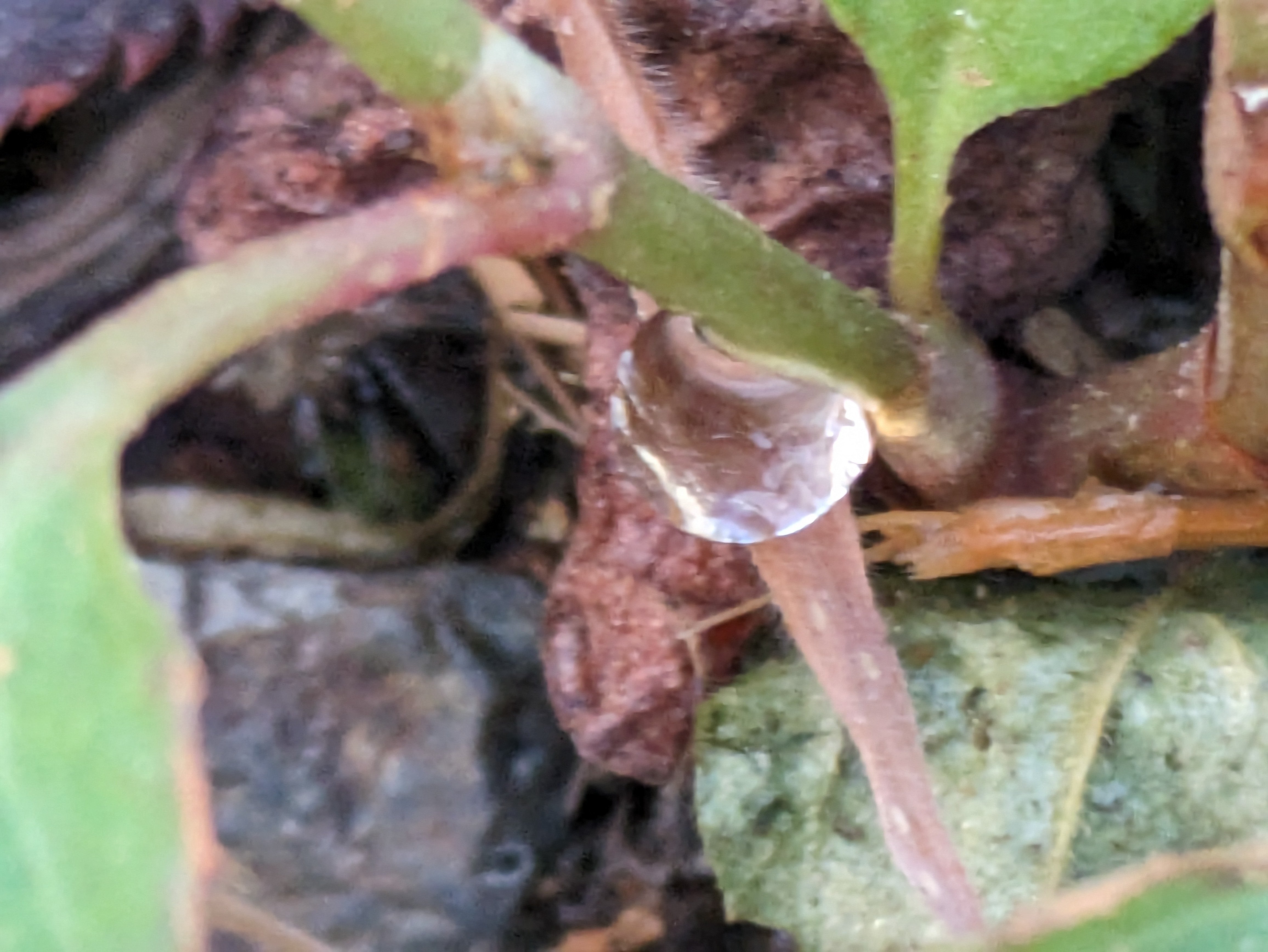 今朝の水滴｜ichiro70