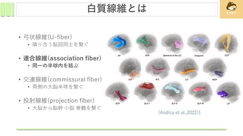 下前頭後頭束(IFOF)について｜くろ 作業療法士