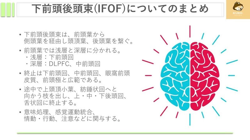 下前頭後頭束(IFOF)について｜くろ 作業療法士
