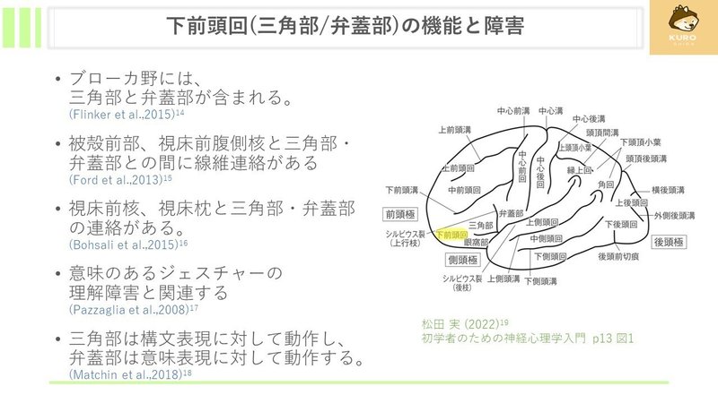 下前頭後頭束(IFOF)について｜くろ 作業療法士