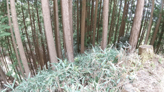 山のこと｜h.shiba