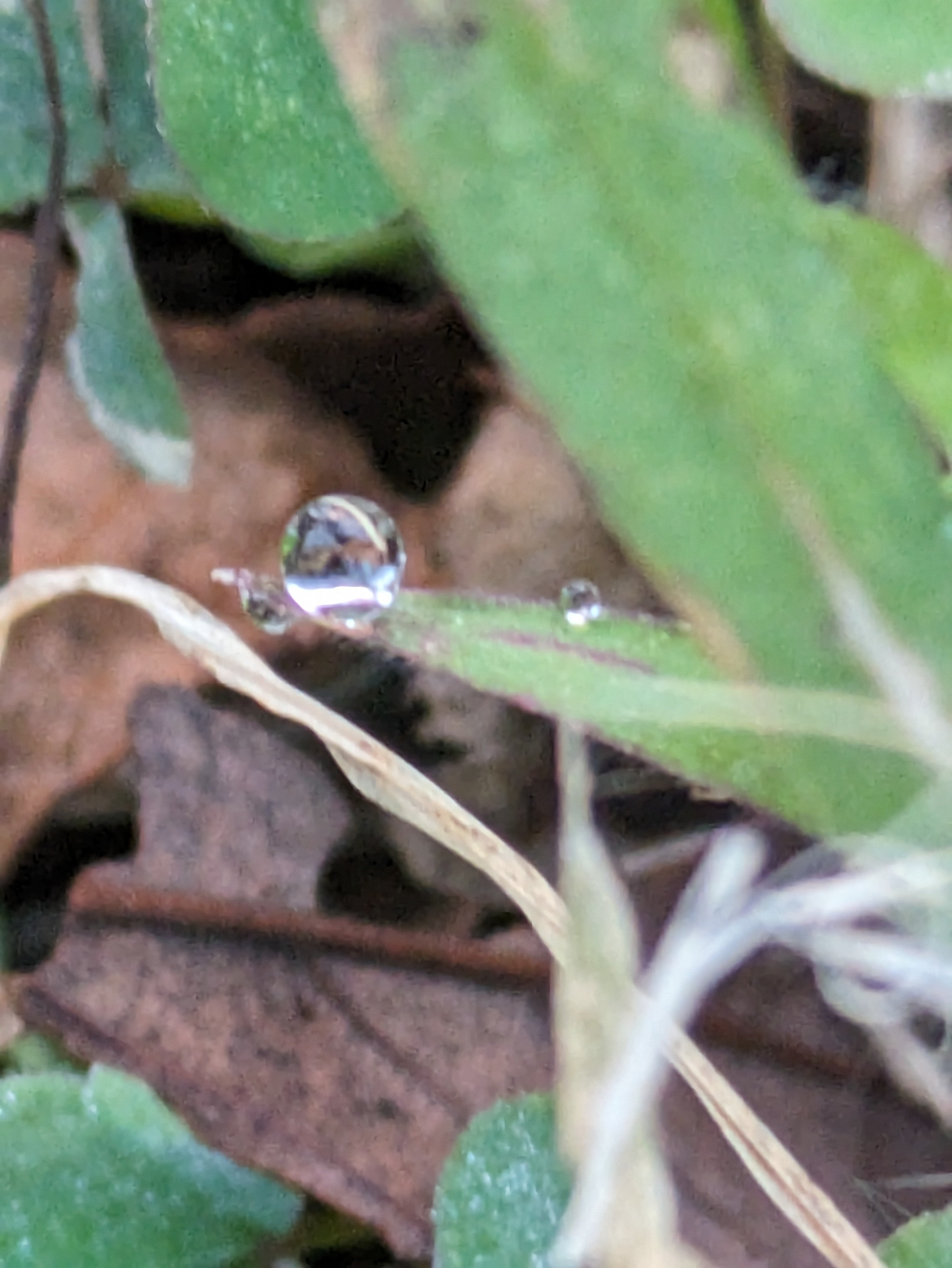 今朝の水滴｜ichiro70