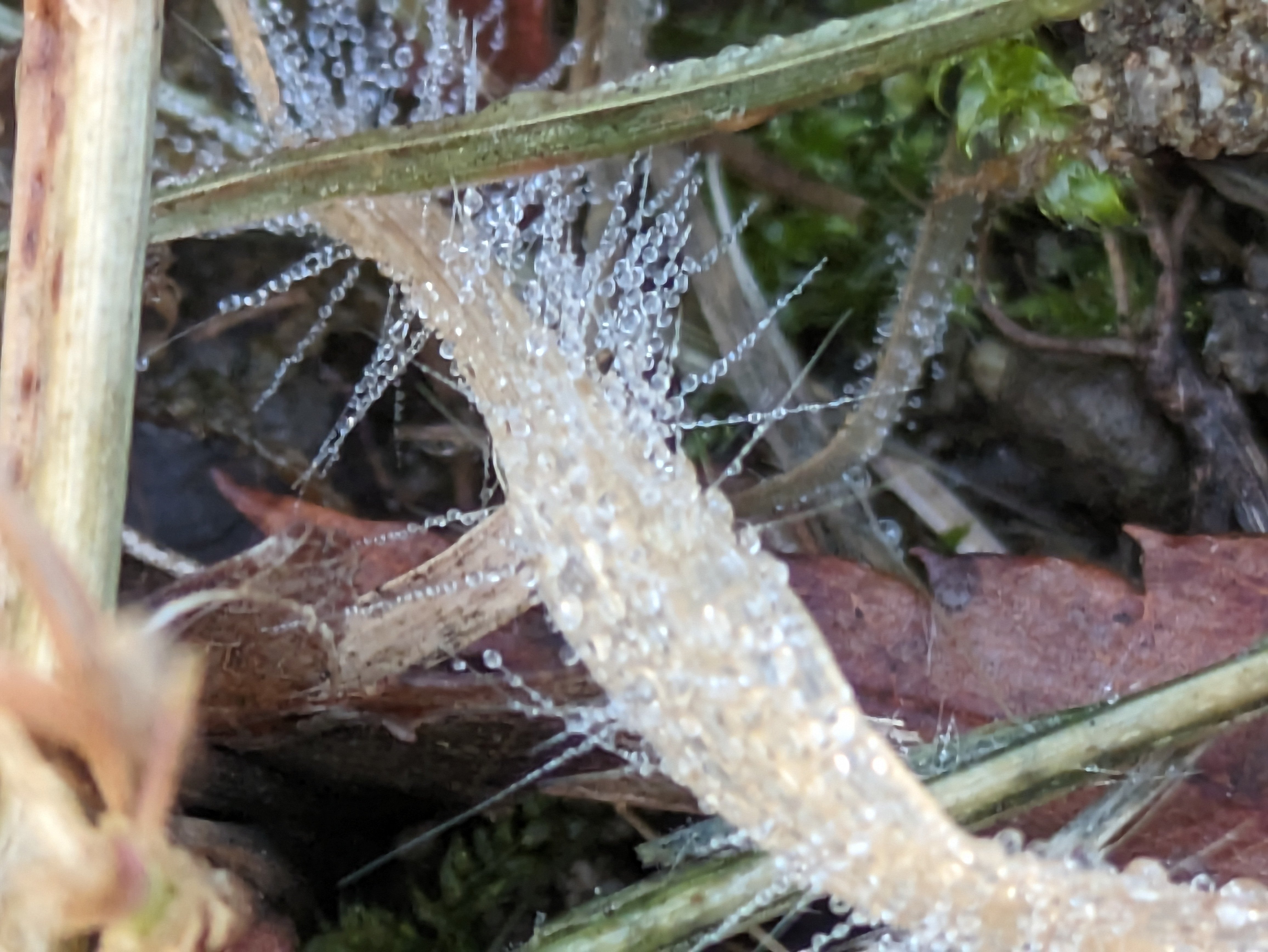 今朝の水滴⑤｜ichiro70