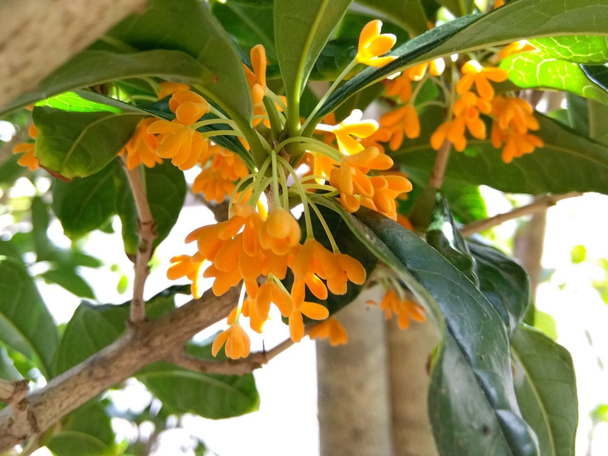 金木犀の花がようやく咲き始めました｜kame