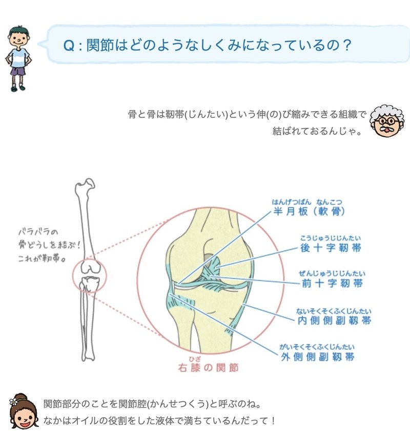 からだのしくみ-疲労骨折から2年が経ちました-｜井上 萌/Inoue Moe