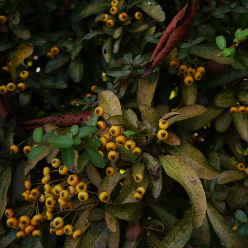 マイクロフォーサーズ連合｜takahiro mori