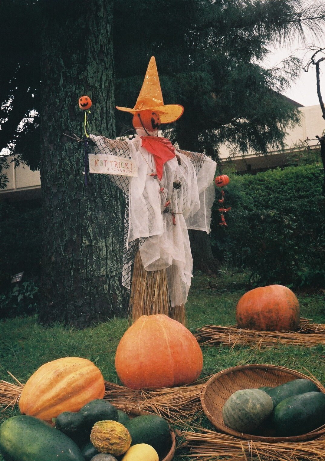 KOWA SETの撮影見本｜ごん色カメラ