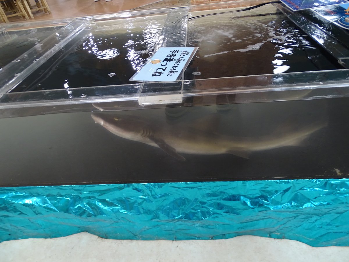 【ZASO:181】埼玉県 #いきもの探検隊上尾店｜ZASOちゃんねる