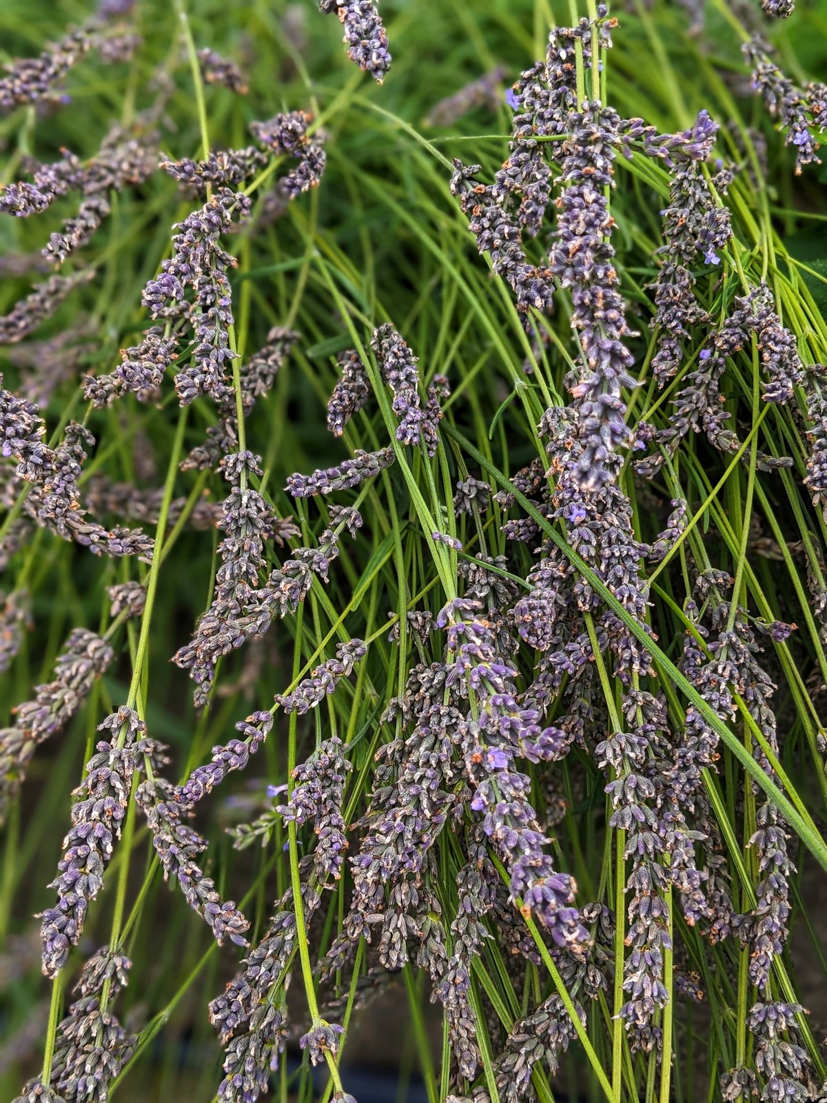 イングリッシュラベンダーのグロッソを育てて、ポプリを作る｜kako-jun