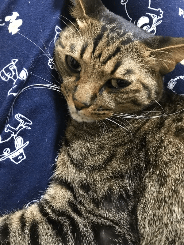 ええ愛の日記と世界の終わり 2023年10月中旬の記録 ｜Reiko Nobuto