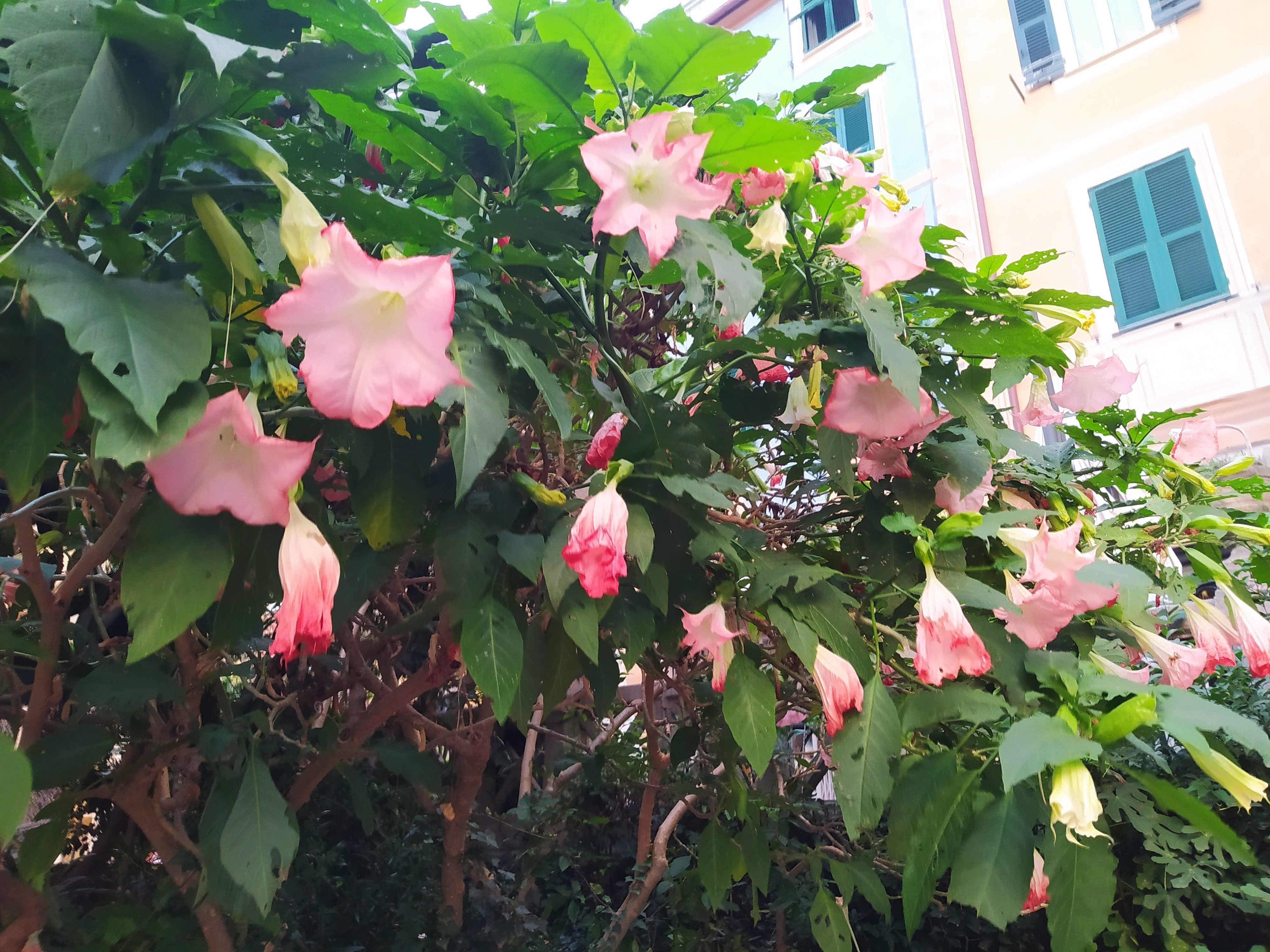 カラフルな建物とエンジェルトランペットのある風景｜Jacqueline