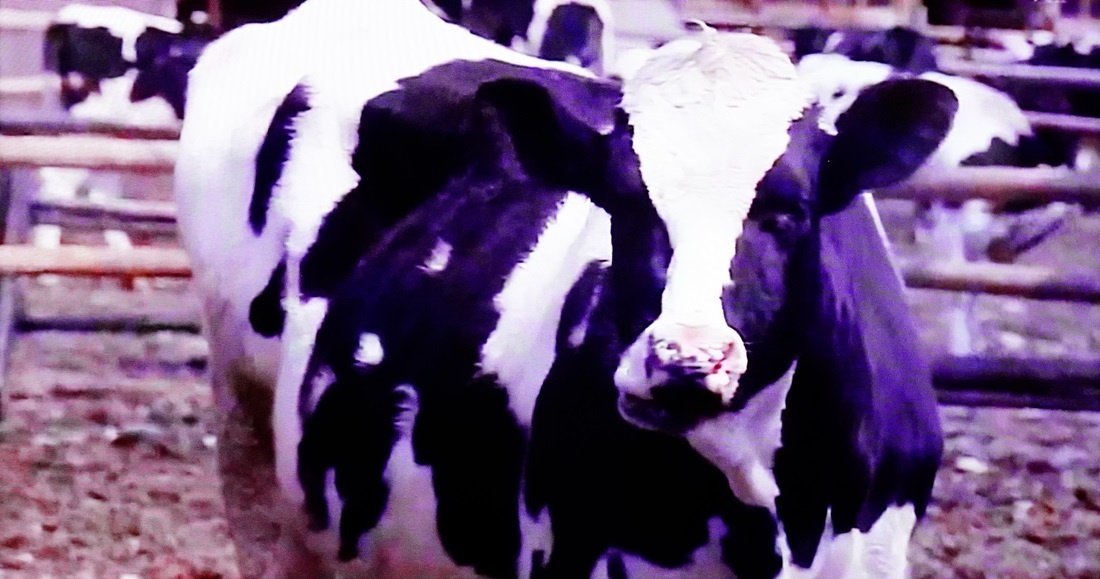 小岩井農場｜oichan