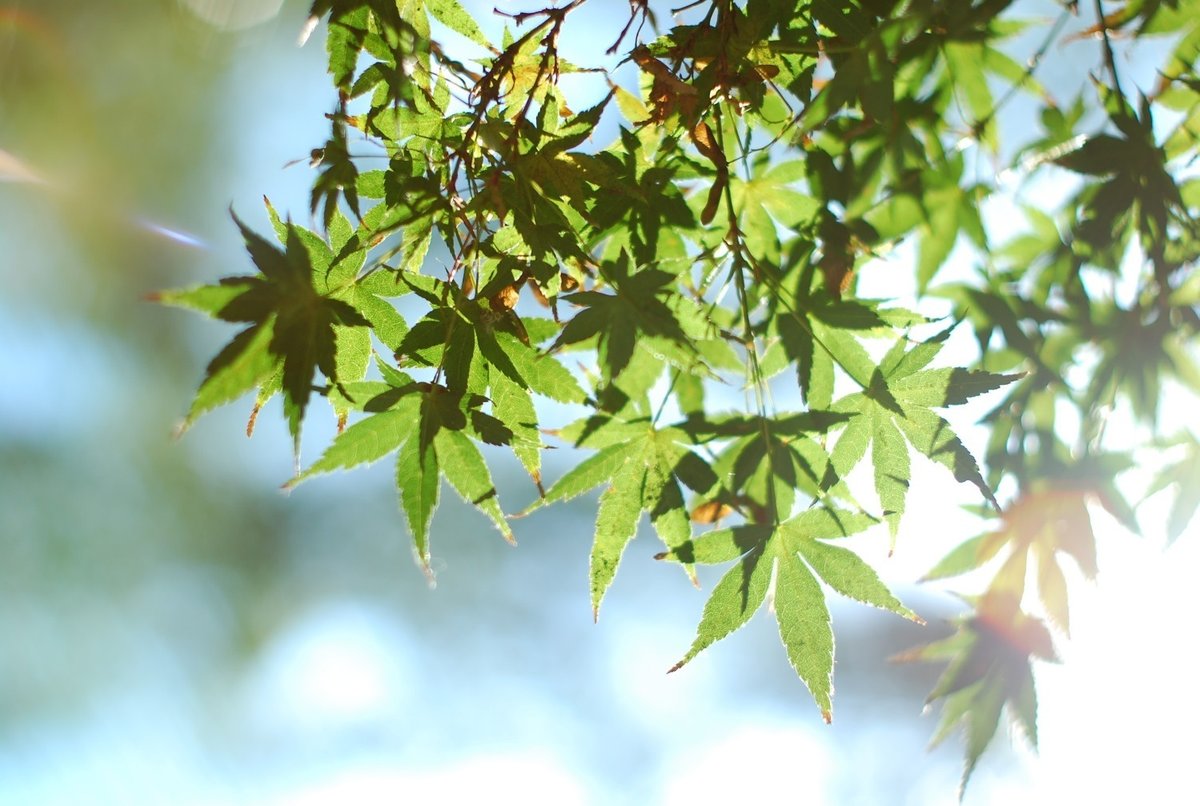 東京ミッドタウンでスナップを撮る時間を作ってみる｜kawauso_maryan