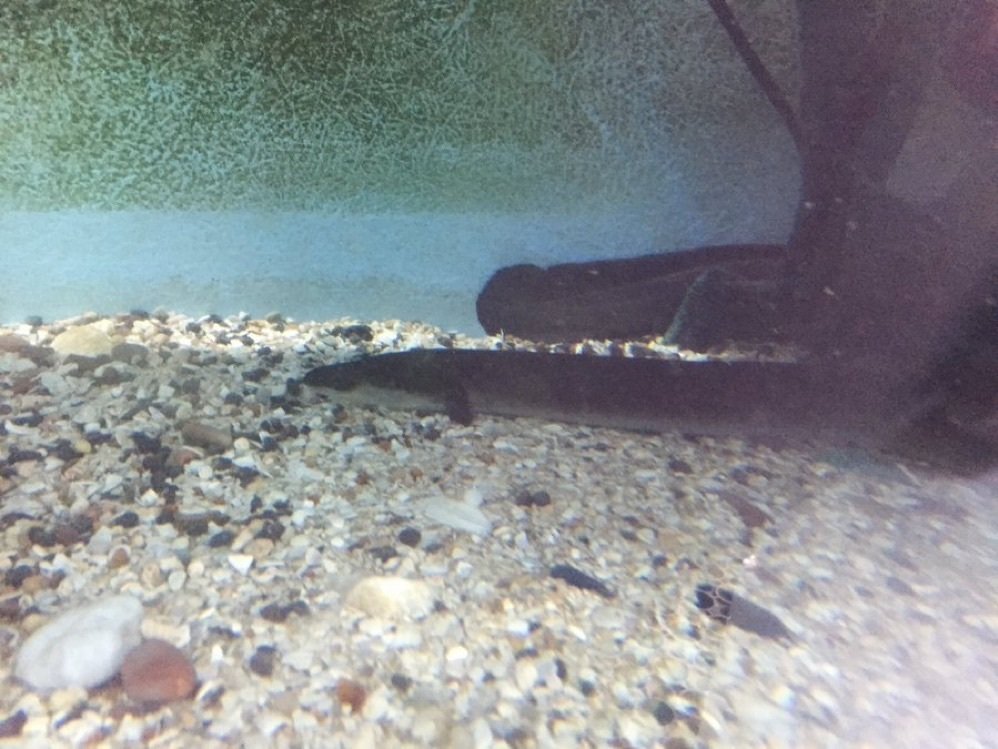 きのこ、うなぎと戦う｜きのこ(Mushroom/Kinoko)