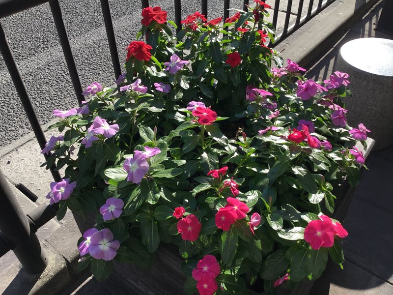 旅、38日目 季節感｜Chappy