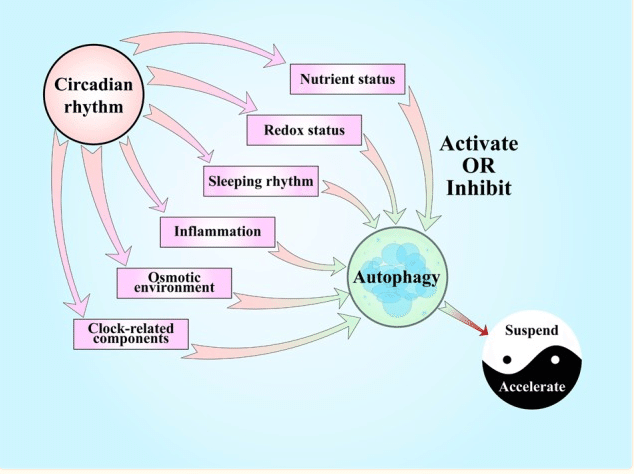 椎間板にも時計がある｜Brain storm conditioning 〜 脳からコンディショニング