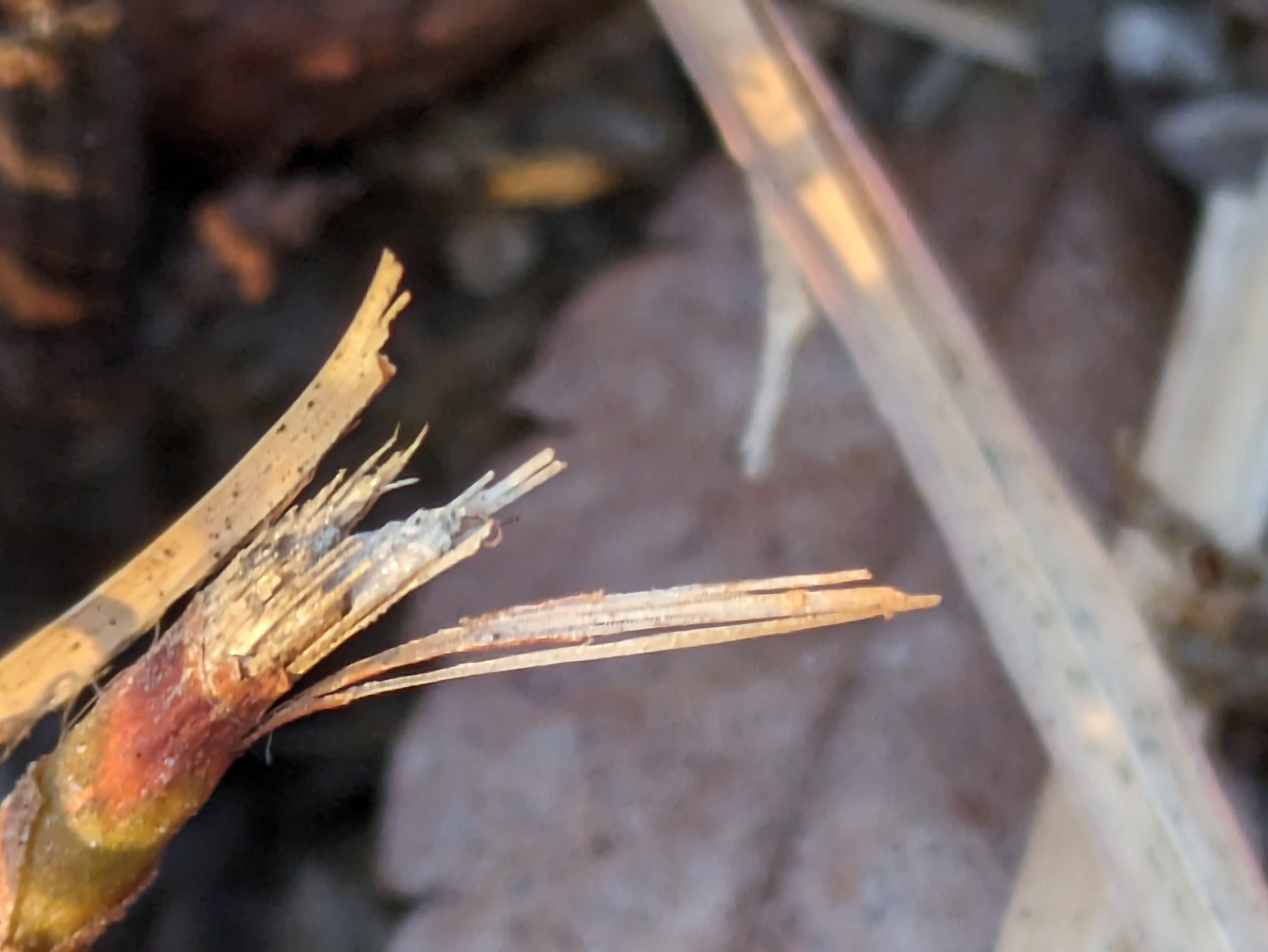 先っちょ物語｜ichiro70