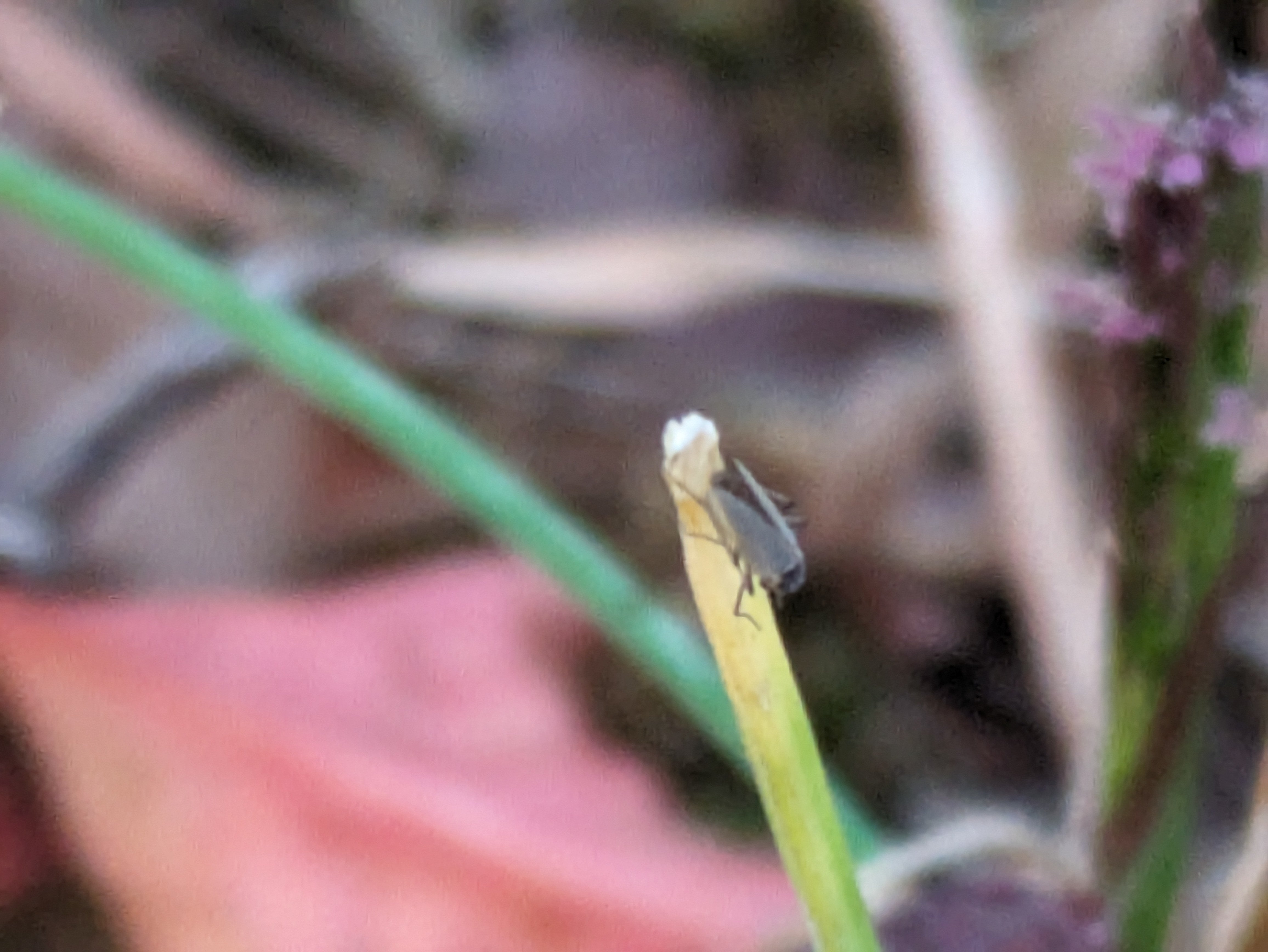 先っちょ物語｜ichiro70